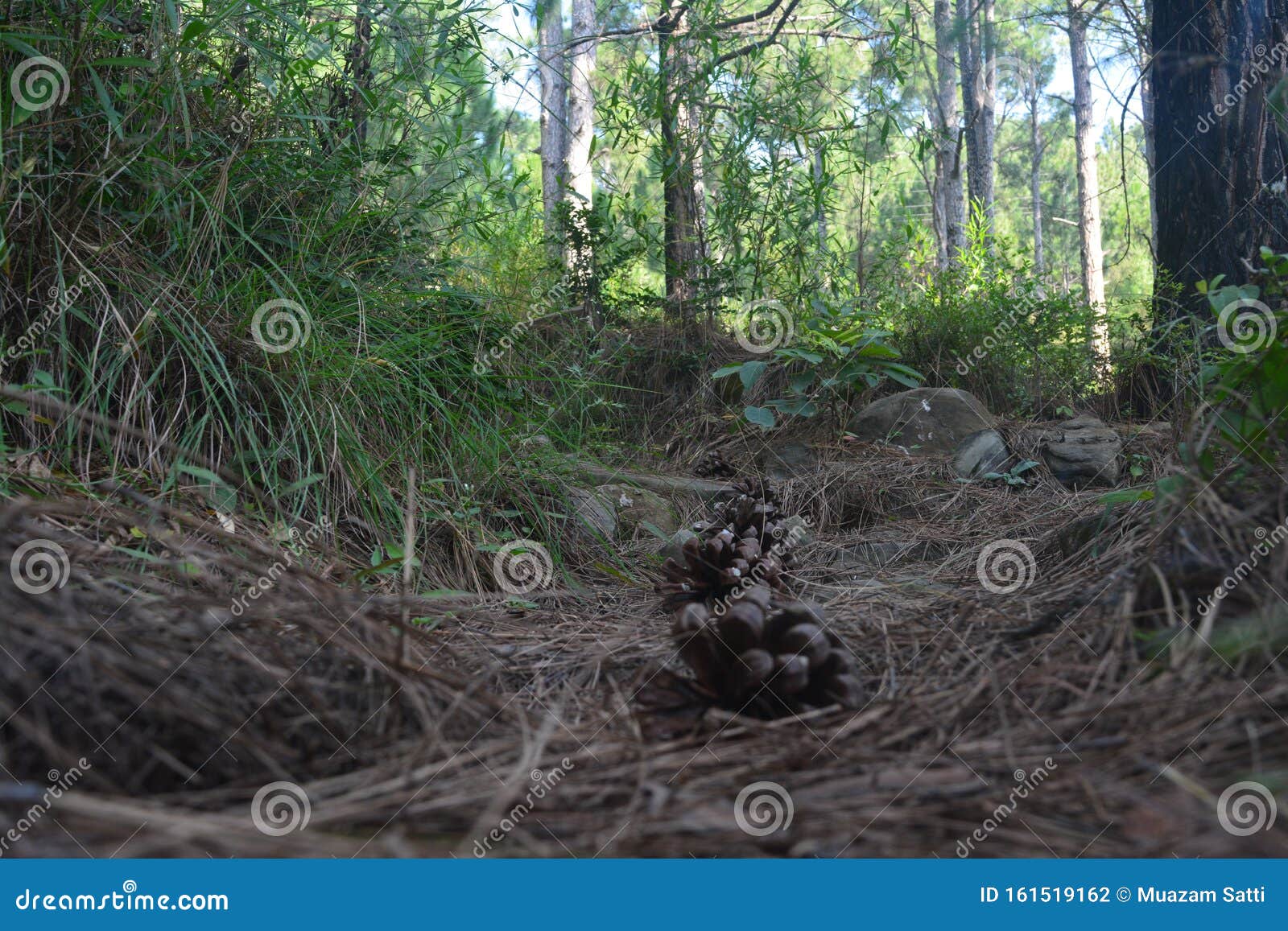 Nature Best Objects in Forest Beautiful Stock Photo - Image of nature ...