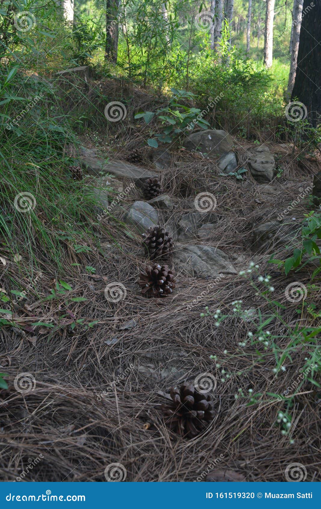 Nature Best Objects in Forest Beautiful Stock Photo - Image of forest ...