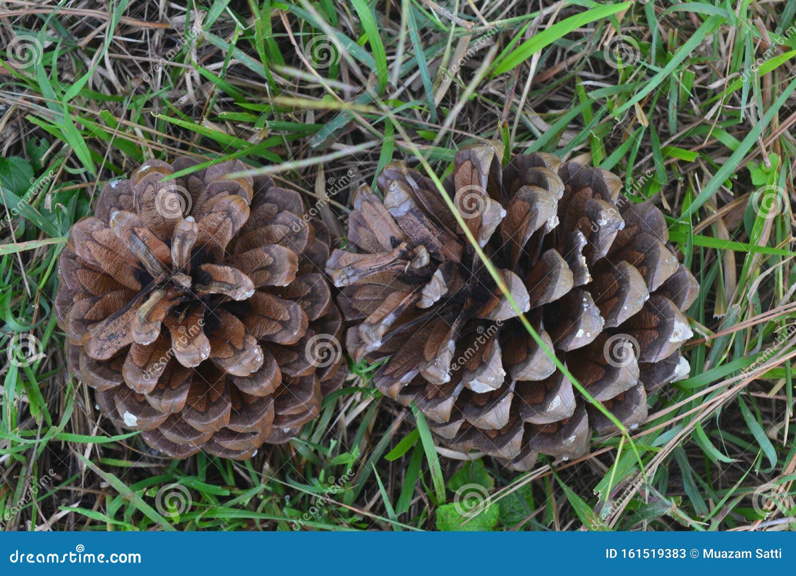 Nature Best Objects in Forest Beautiful Stock Image - Image of forest ...