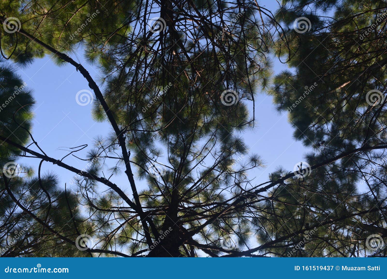 Beautiful View of Chir Pine Pinus Roxburghii Stock Image - Image of ...