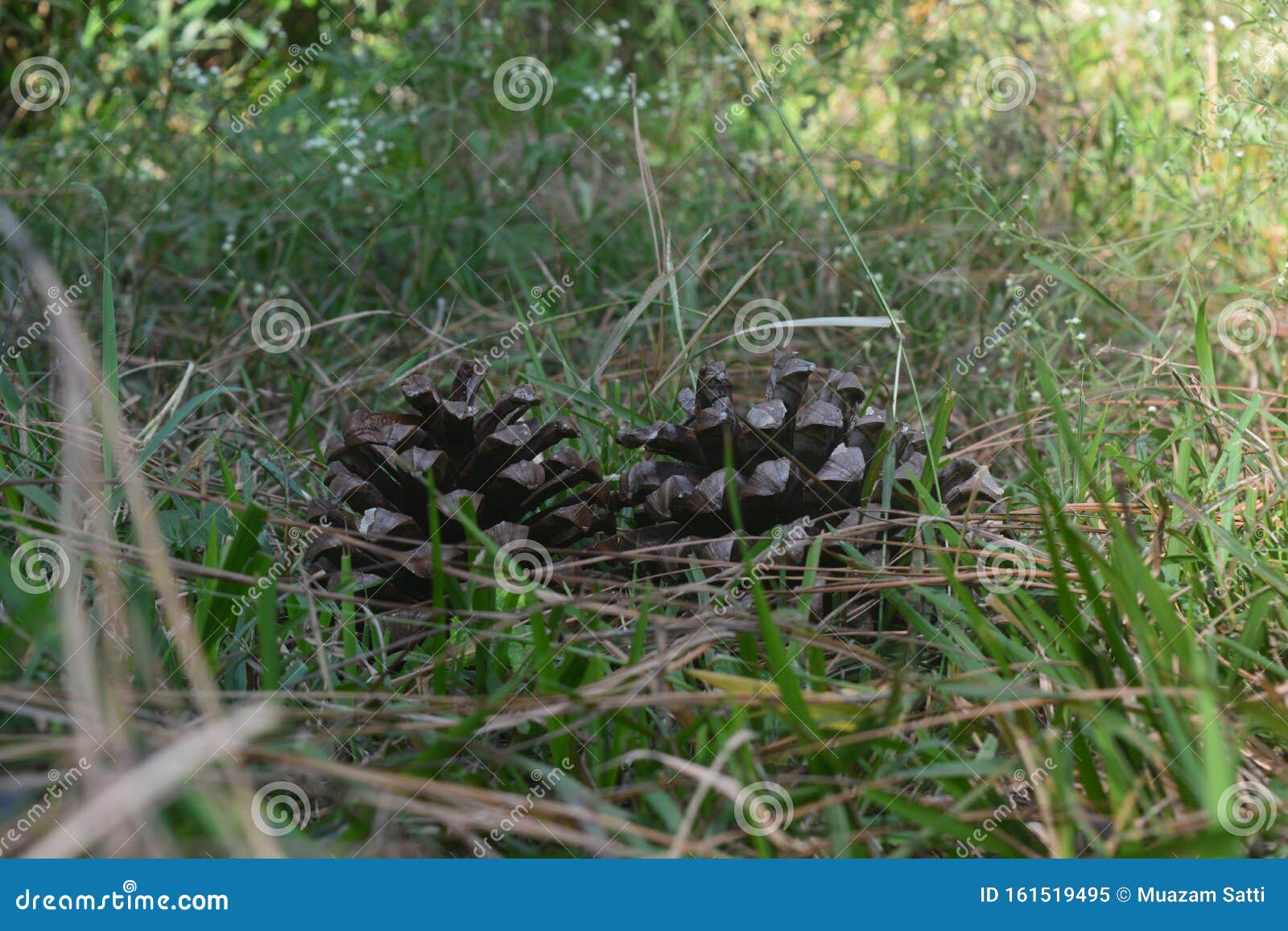 Cone of Chir Pine Pinus Roxburghii Cone Stock Image - Image of pinus ...