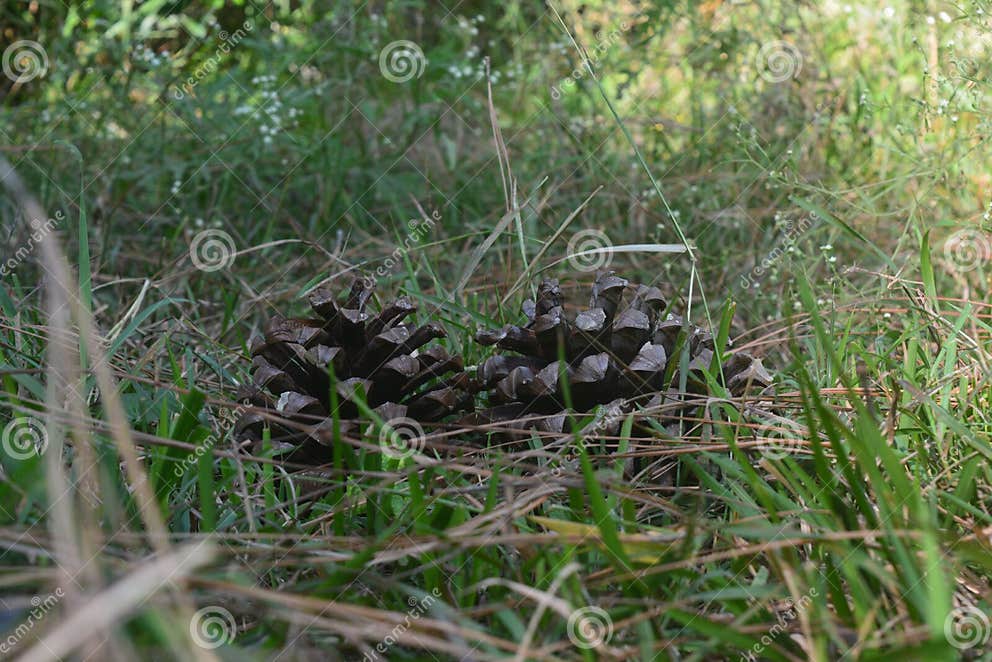 Cone of Chir Pine Pinus Roxburghii Cone Stock Image - Image of pinus ...
