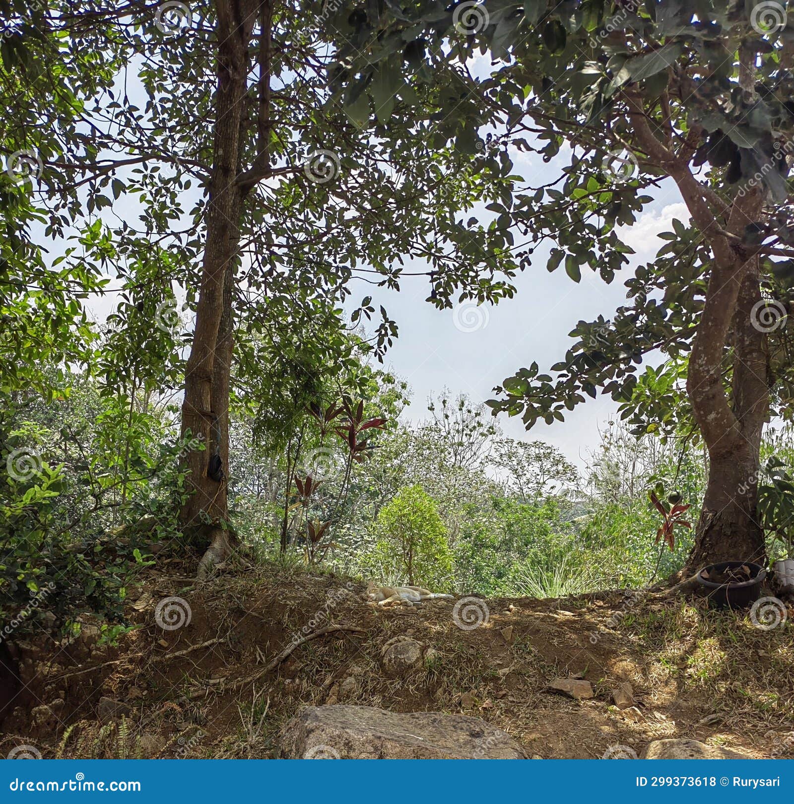 Nature is the Best Thing in the World Stock Photo - Image of trees ...
