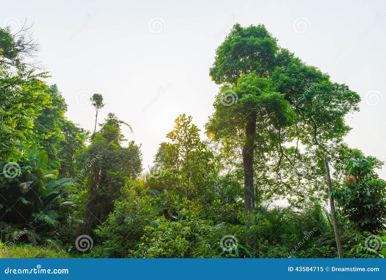 Nature Big Forest Trees stock image. Image of green, branch - 43584715