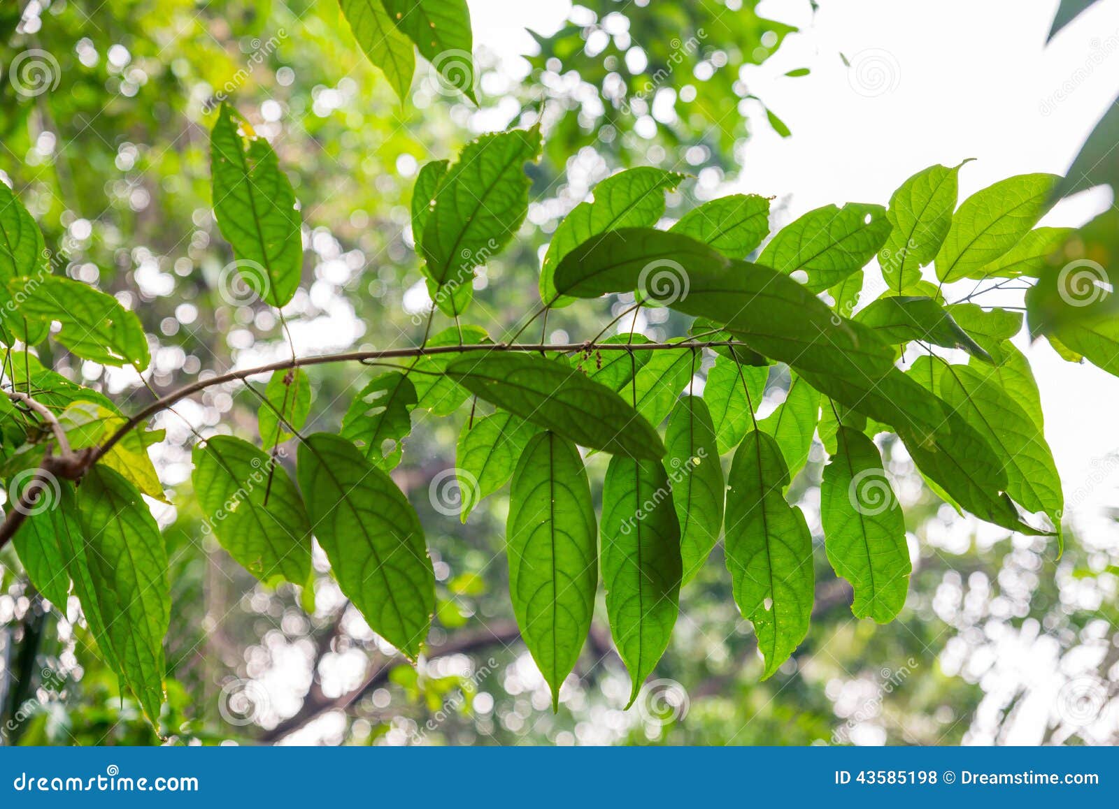Nature Big Forest Trees stock photo. Image of leaf, field - 43585198