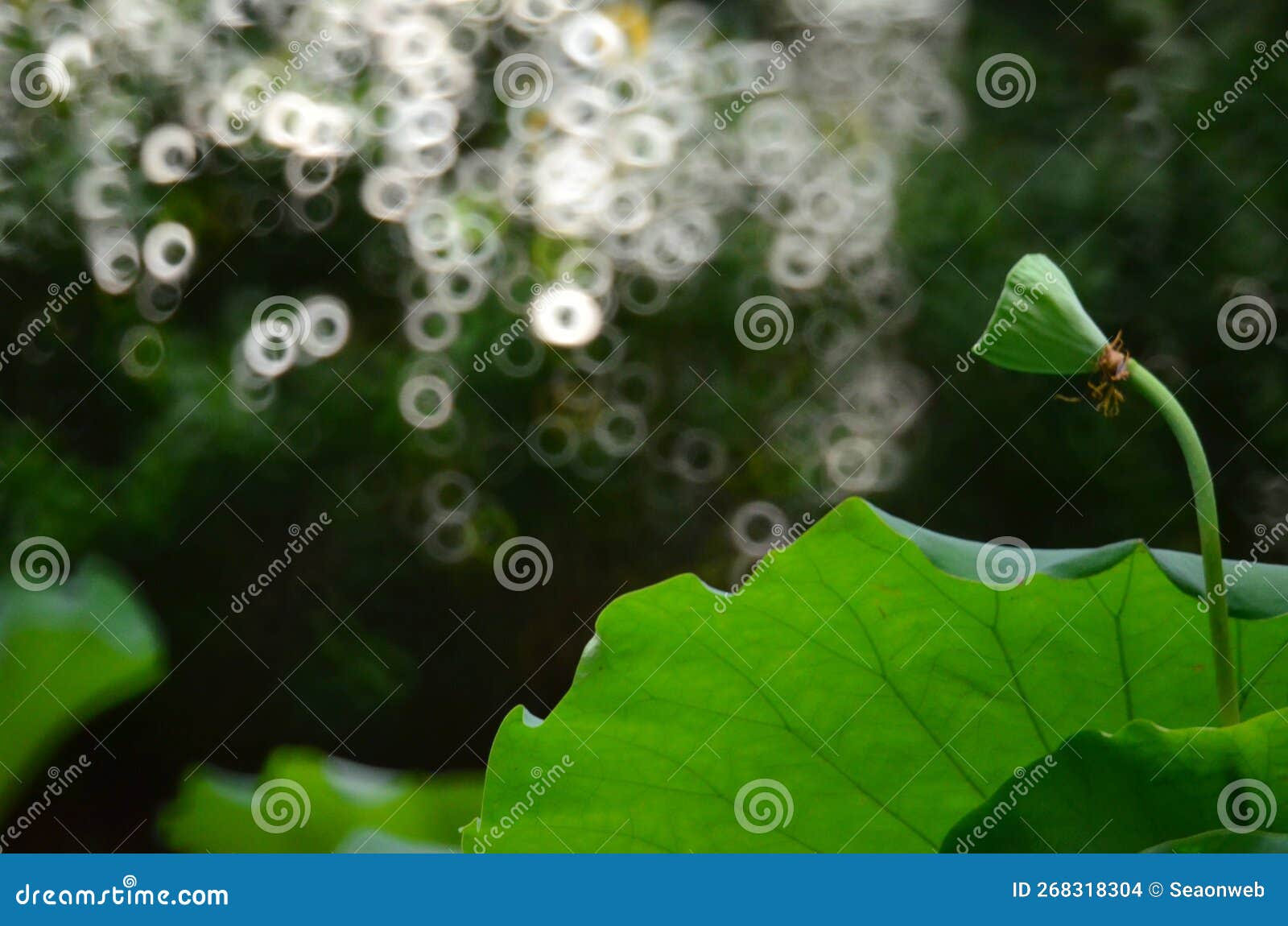 A Nature , Big Lotus Leaf Plant at Summer Stock Photo - Image of white ...