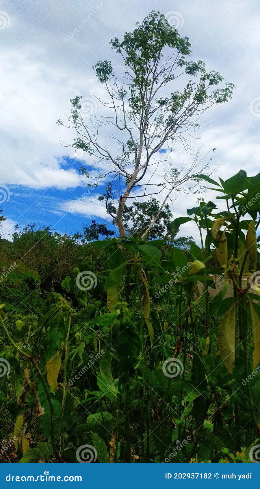 Nature with big tree stock photo. Image of tree, nature - 202937182