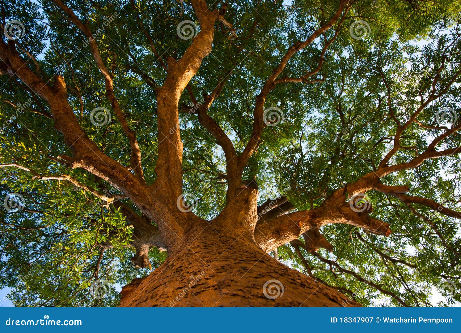 Nature, Big Trees, Shade, Tree Height. Stock Image - Image of lush ...