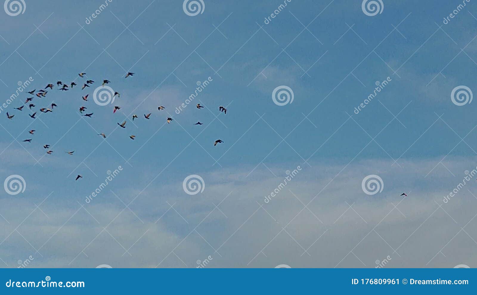 Colorfully birds flying stock image. Image of birds - 176809961