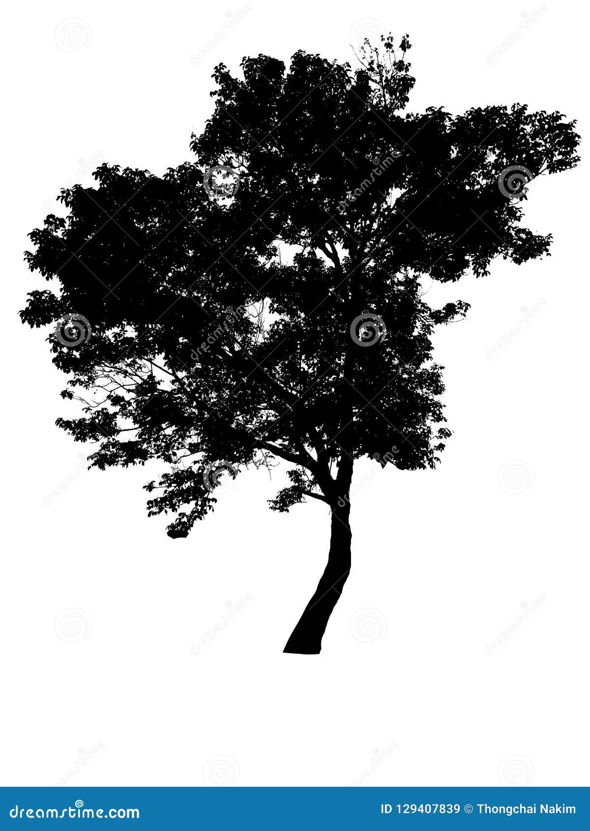 Nature of Black Tree Isolated Stock Image - Image of deciduous, lone ...