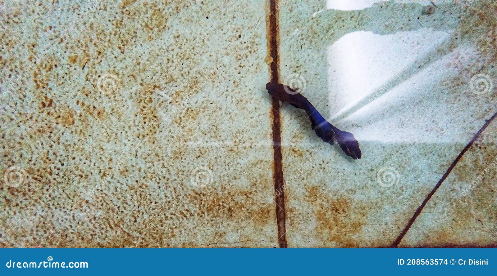 Nature Blue Betta Fish in the Pond Stock Photo - Image of fish, blue ...