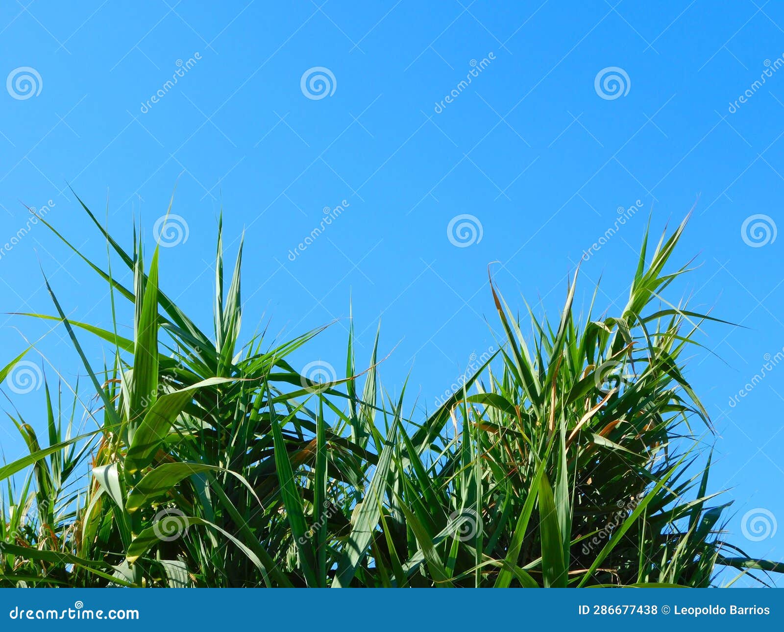 Nature Backgrounds in Rural Landscapes with Arundo and Blue Sky Stock ... Nature Backgrounds in Rural Landscapes with Arundo and Blue Sky Stock ...