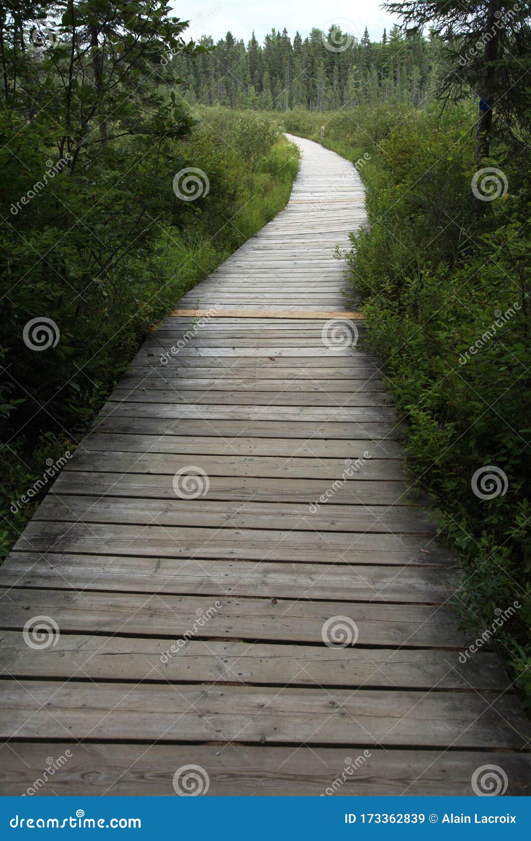 Nature boardwalk stock image. Image of wood, mountain - 173362839
