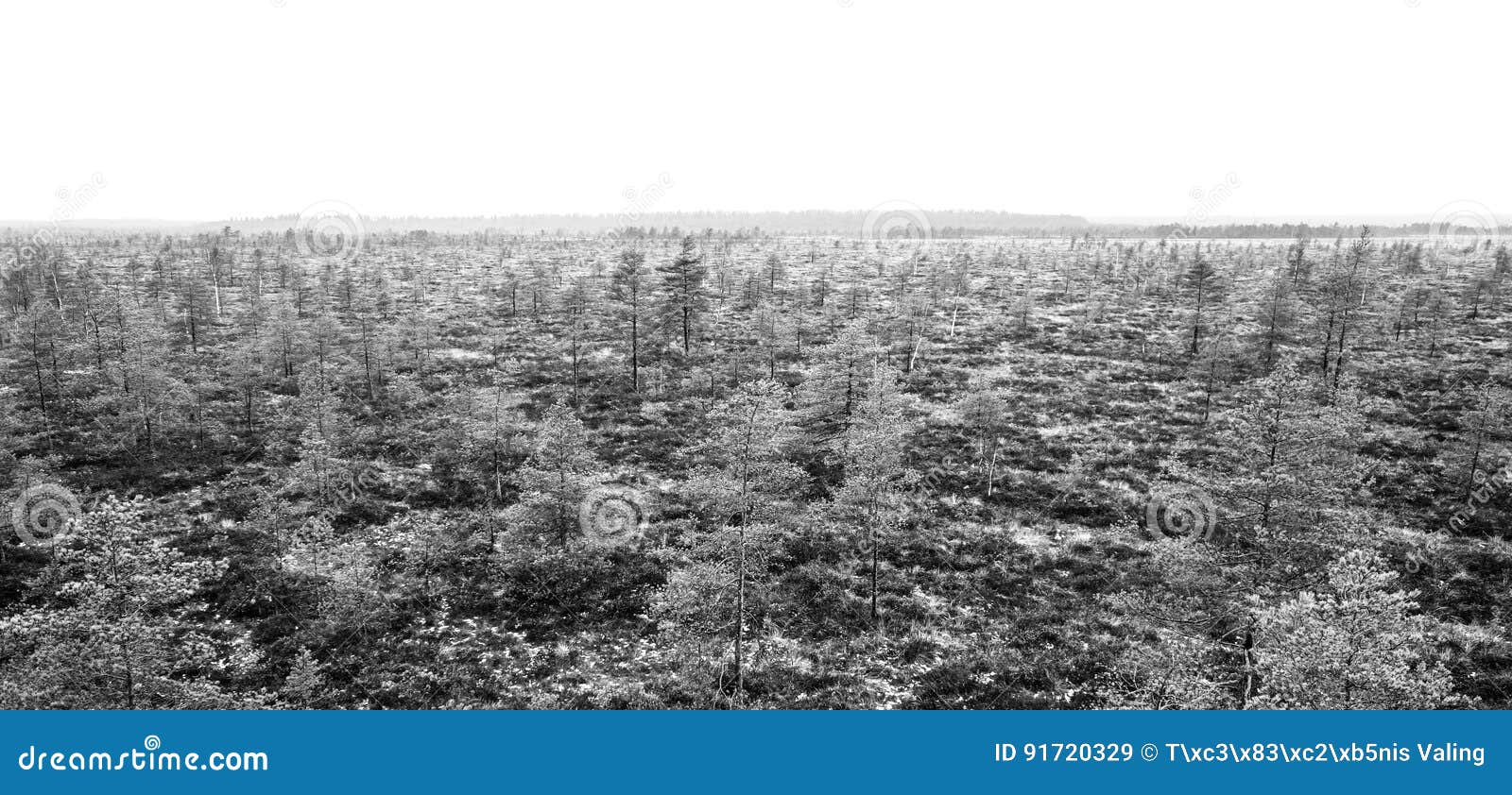 Nature bog scene stock image. Image of green, park, season - 91720329