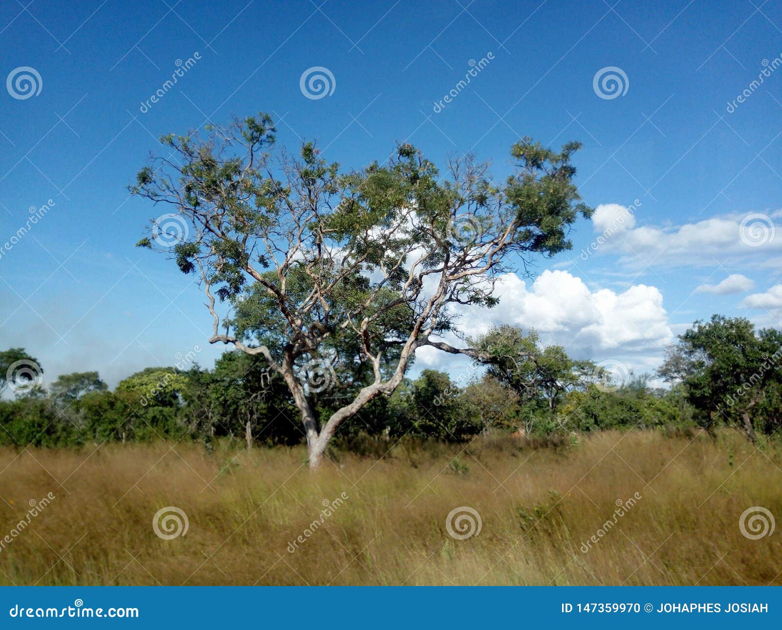 The NATURE is BRIGHT and AMIZING MORE THAN ANYTHING in the WORLD Stock ...