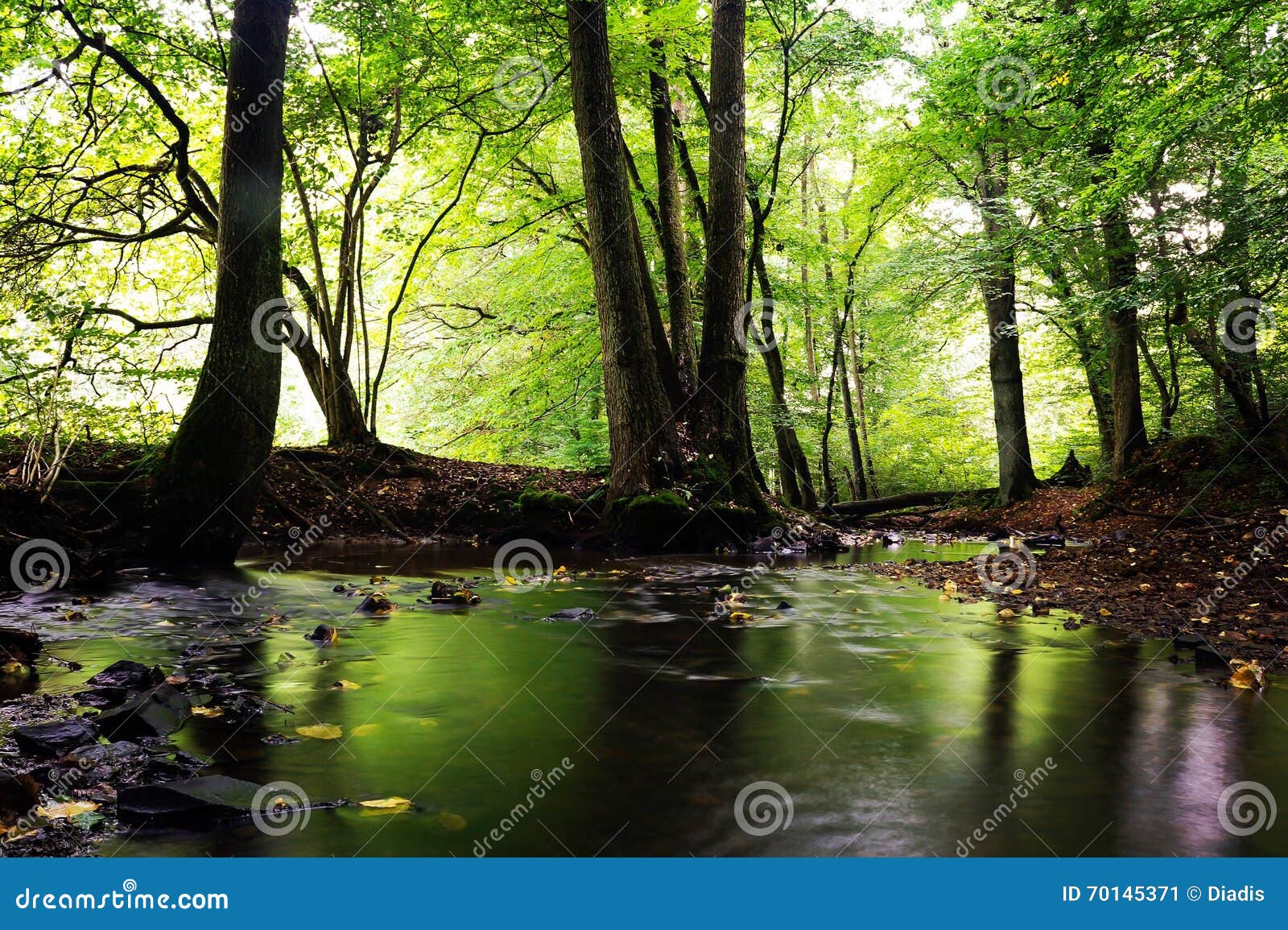 Nature Bright Green Forest stock image. Image of water - 70145371