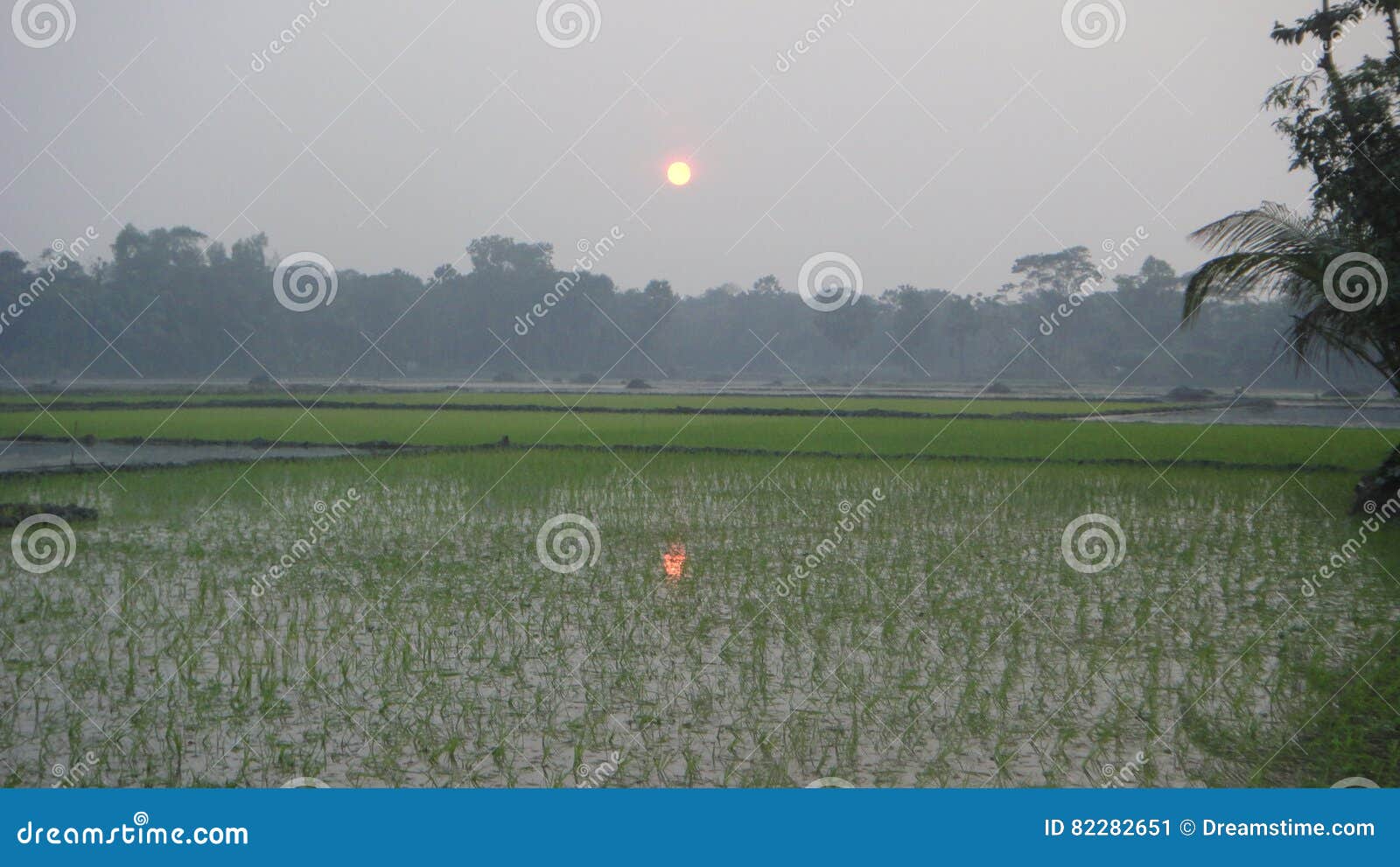 Nature stock image. Image of records, colour, census - 82282651