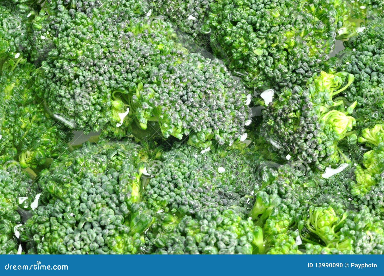 Nature broccoli background stock photo. Image of water - 13990090