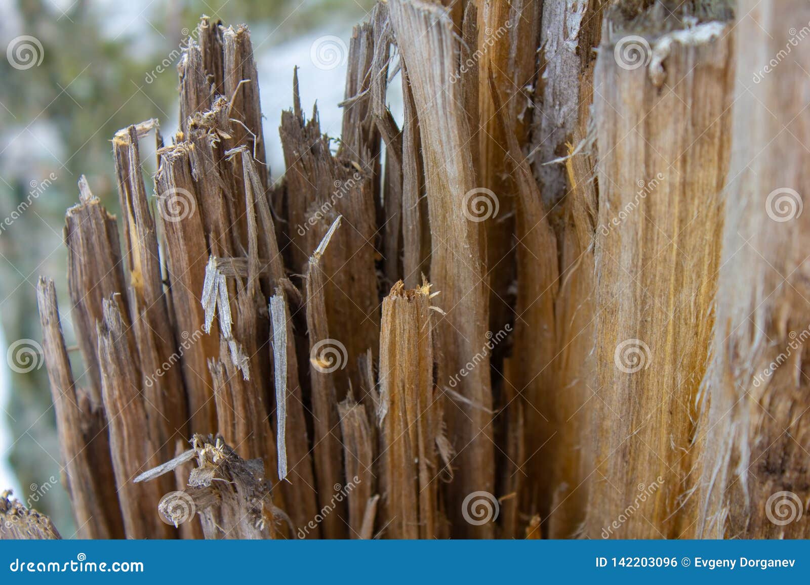 Slivers on the Edge of a Broken Tree Stock Photo - Image of forest ...