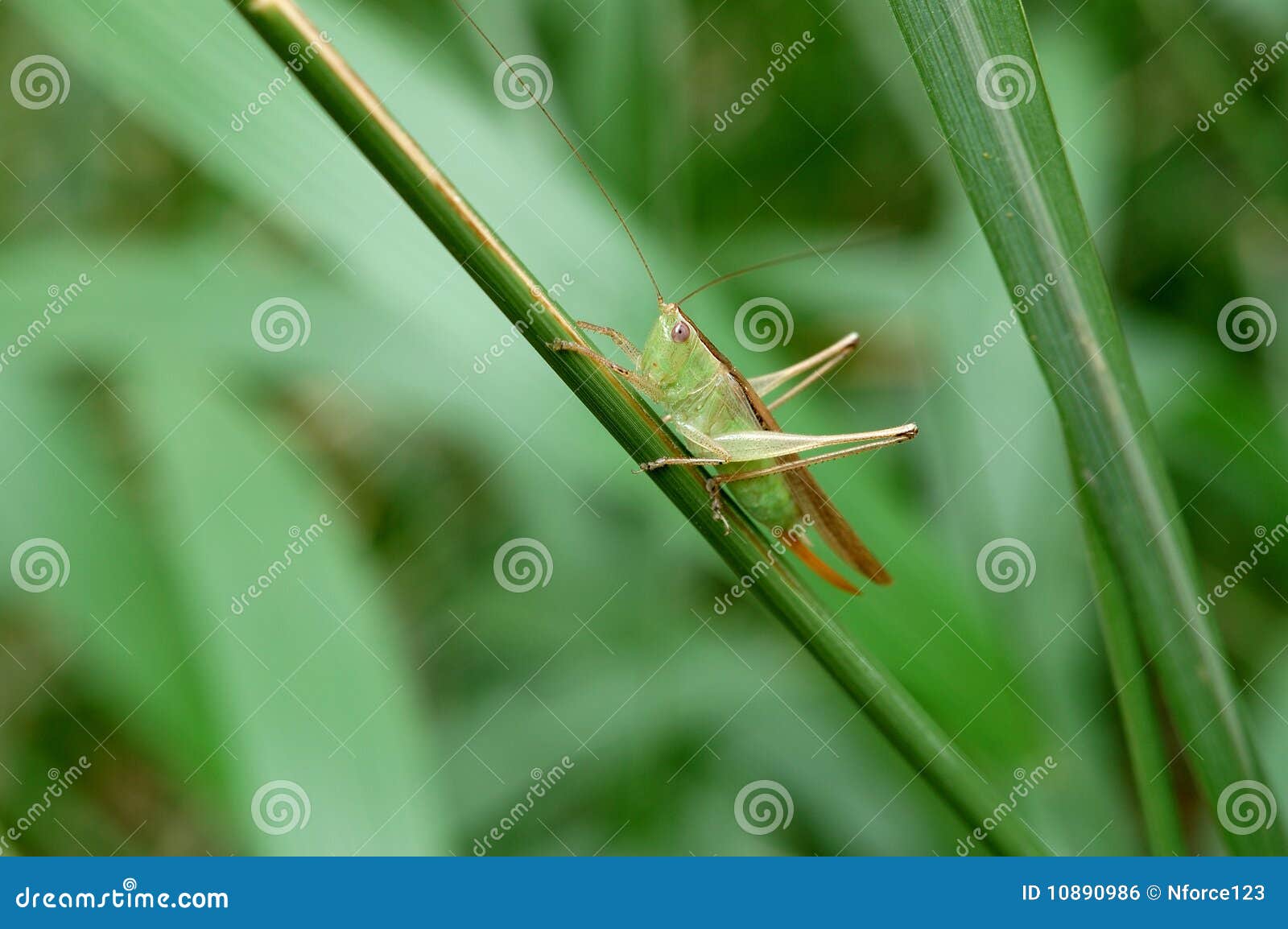 Nature bugs stock photo. Image of marco, nature, clouer - 10890986