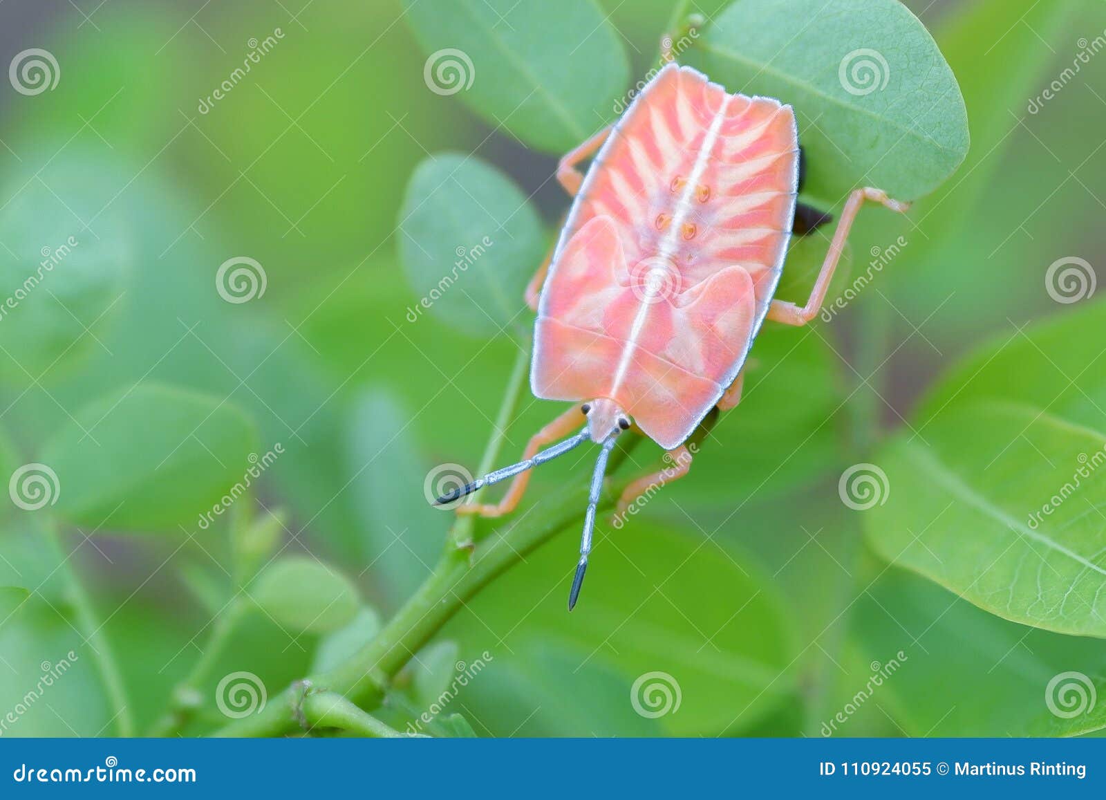 Nature Bugs Insect Greenleaf Amazingcreature Stock Image - Image of ...