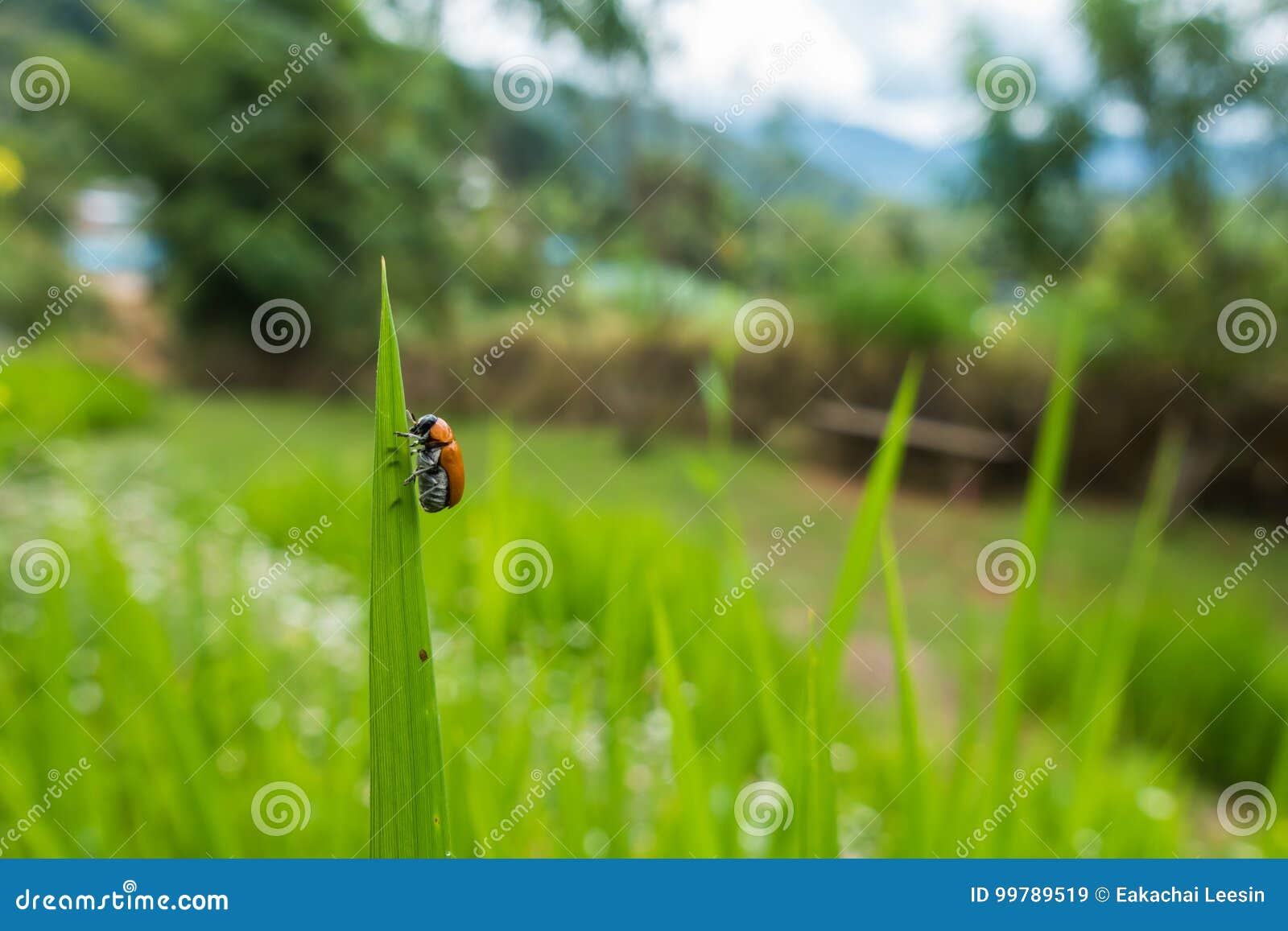 Nature Bugs and Insects in Nature Stock Image - Image of cicada, detail ...