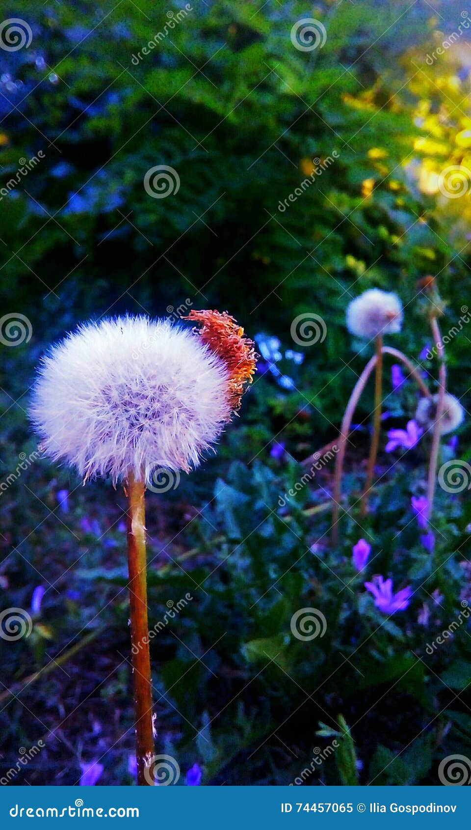 Nature stock image. Image of gluhar, cool, nature, bulgarian - 74457065