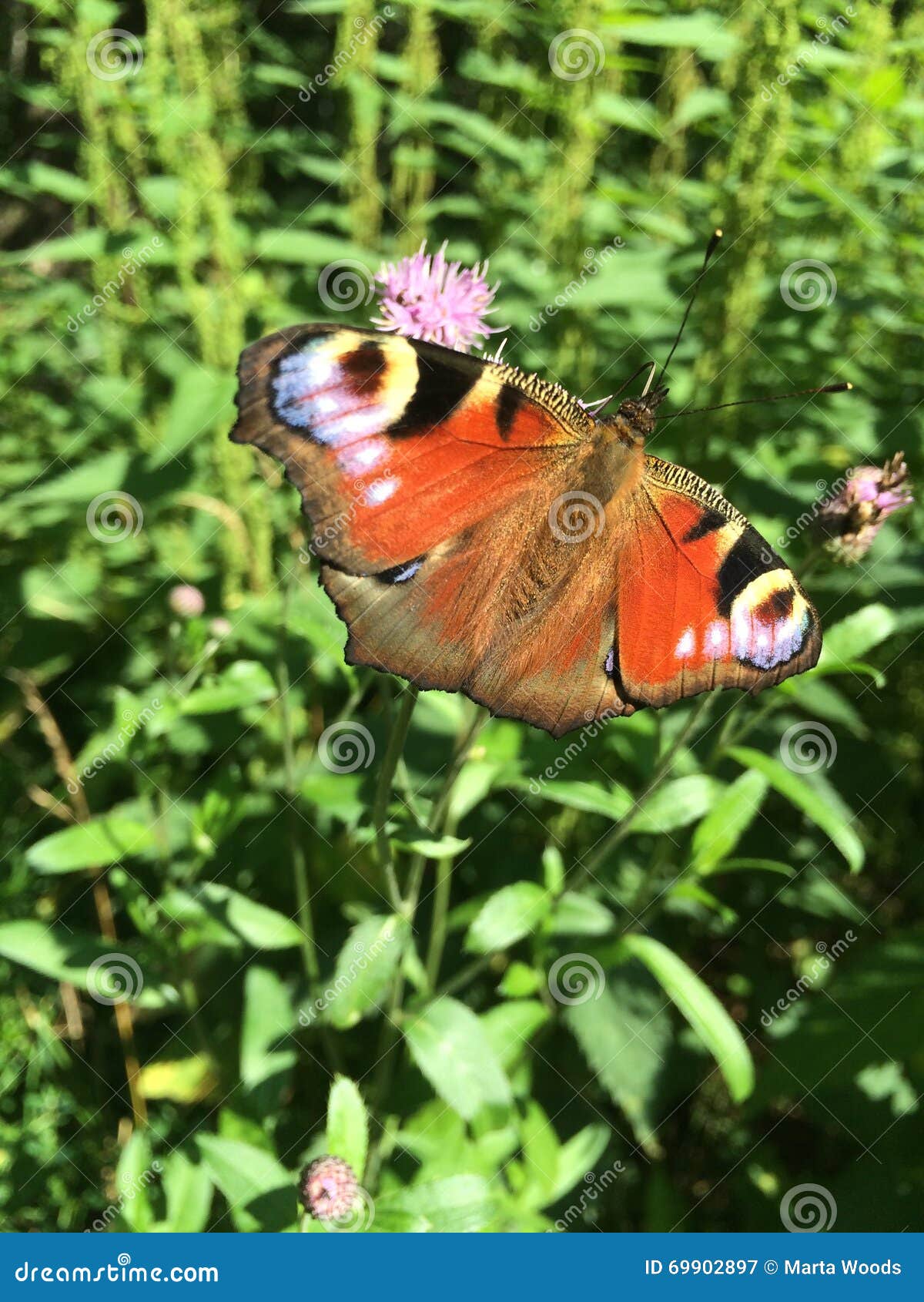 Nature stock image. Image of nature, home, flies, butterfly - 69902897