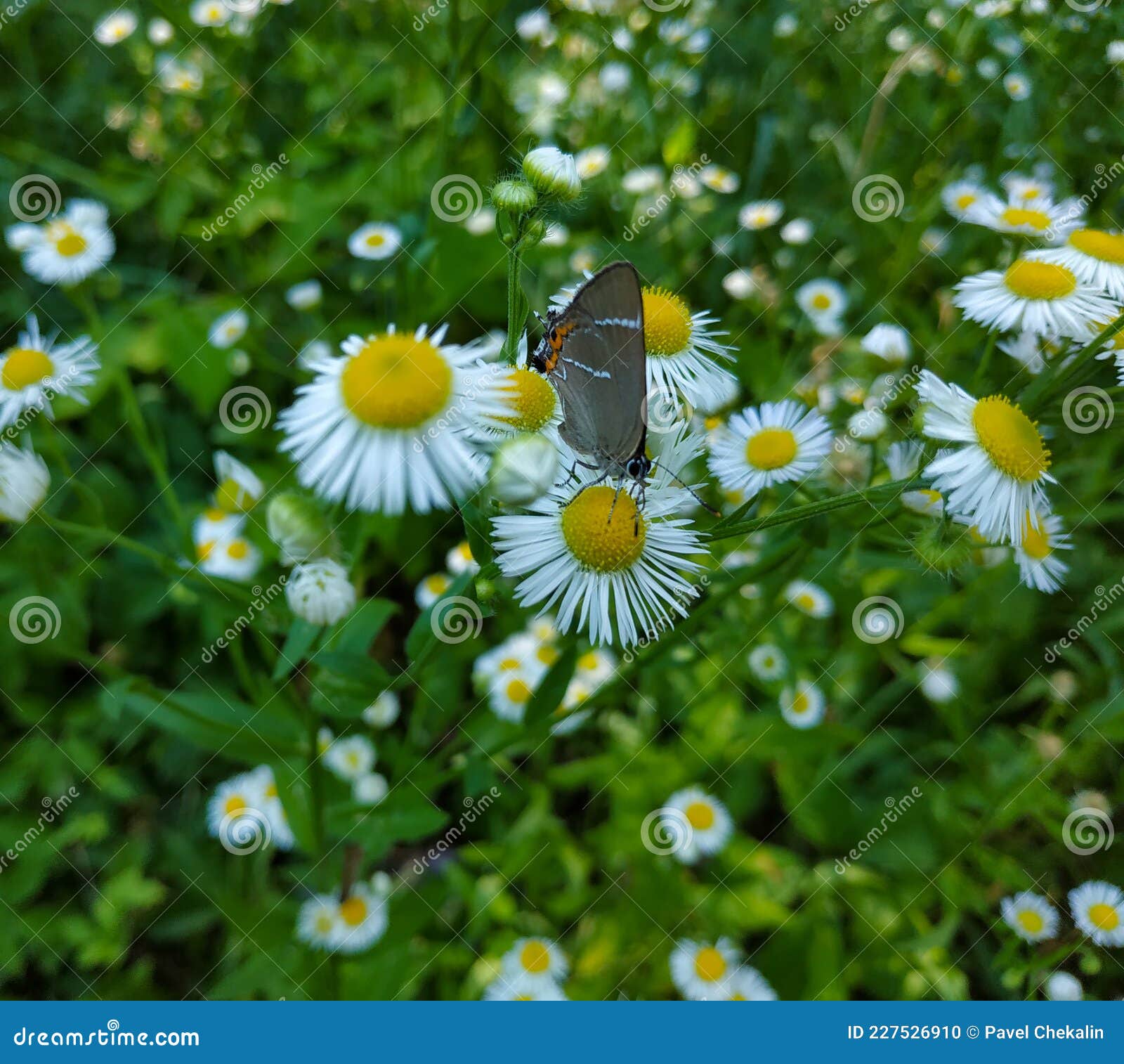 Nature, Butterfly, Russia, Summer Stock Photo - Image of grass, flower ...