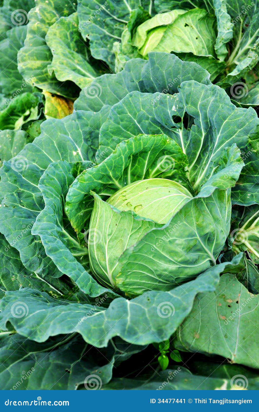 Nature of cabbage stock image. Image of crop, nature - 34477441