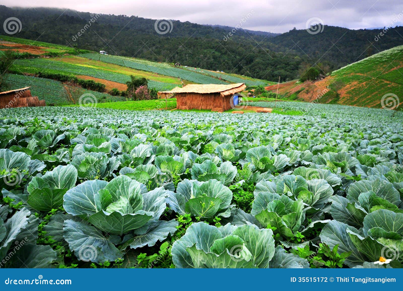 Nature of cabbage stock photo. Image of botany, beautiful - 35515172