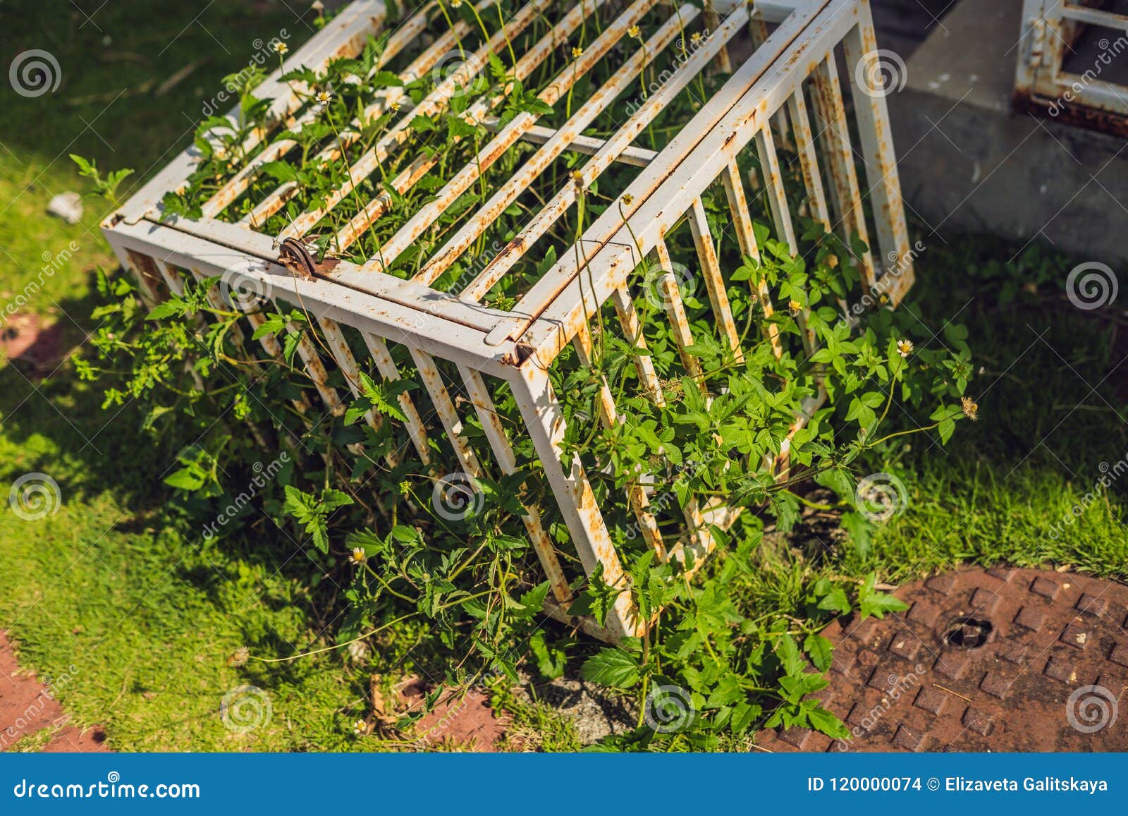 Nature in a Cage. Ccage with Locked Plants Stock Photo - Image of ...