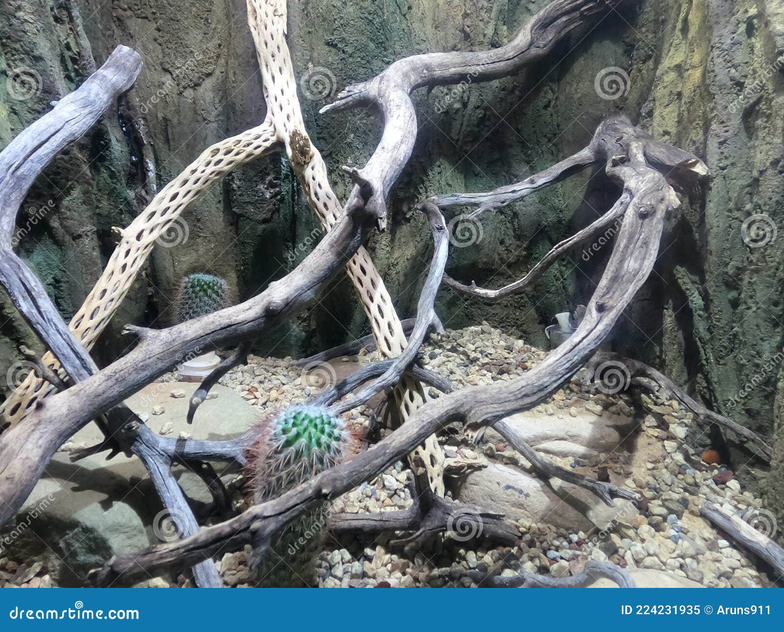 Nature at California Academy of Sciences California Stock Image - Image ...