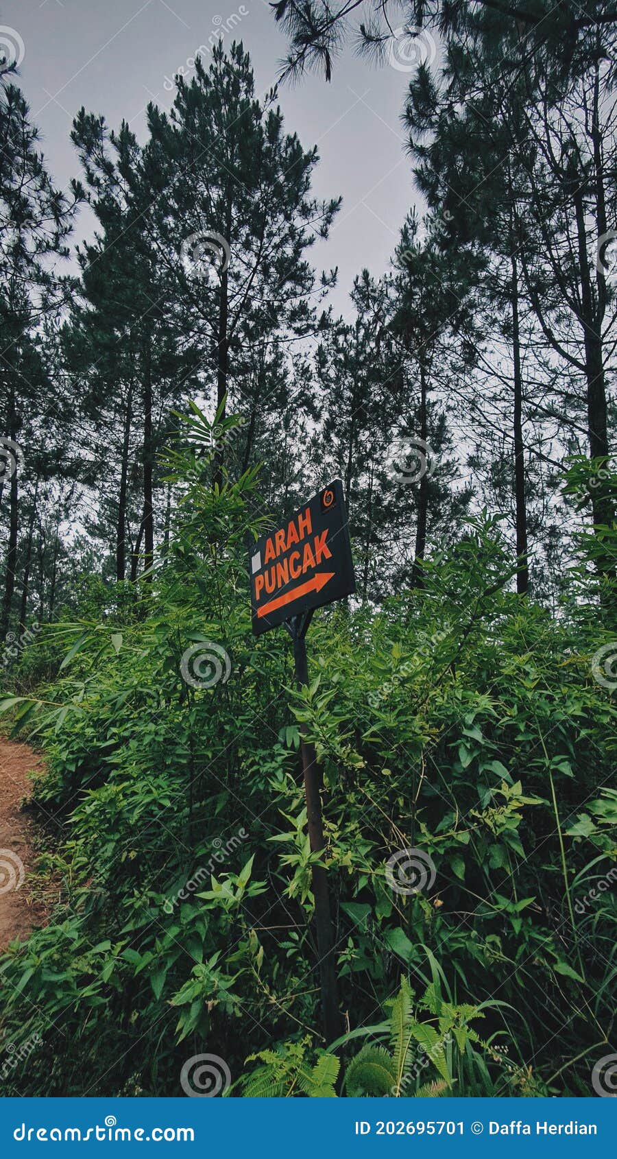 Nature is Calling stock image. Image of jungle, calling - 202695701
