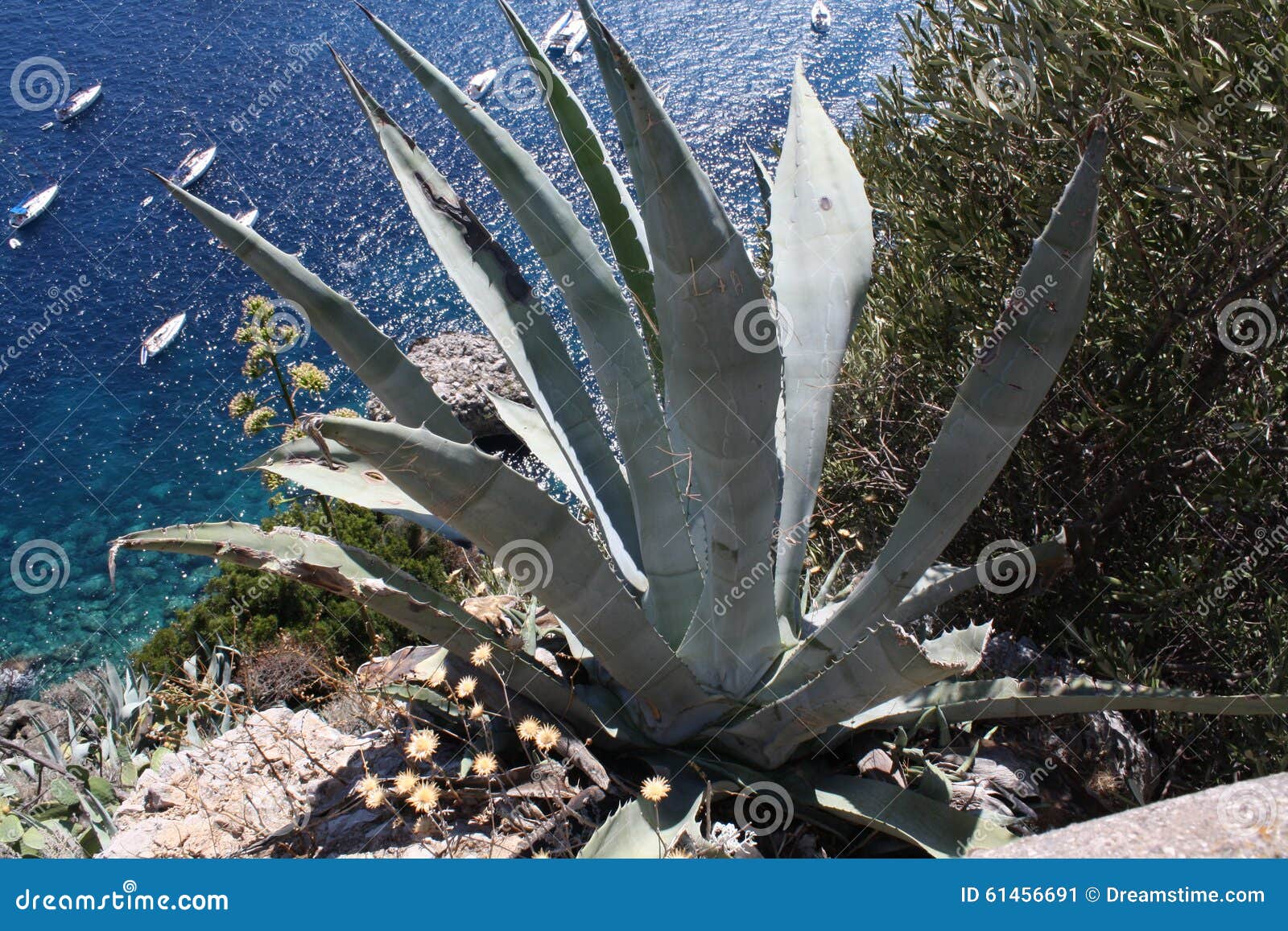 Nature of Capri, Italy stock image. Image of azure, yachts - 61456691