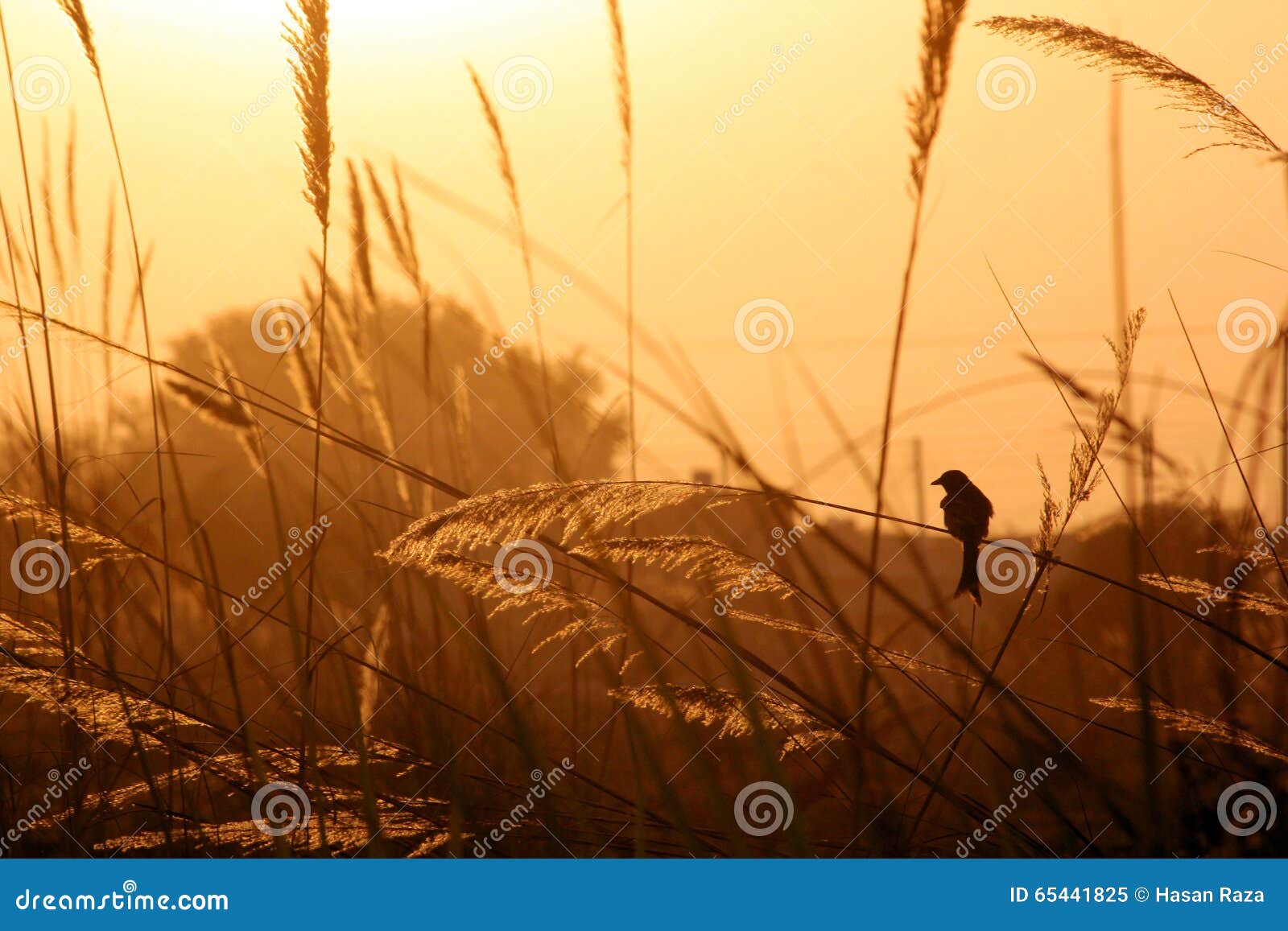 The Nature stock image. Image of egret, dreamstime, canon - 65441825