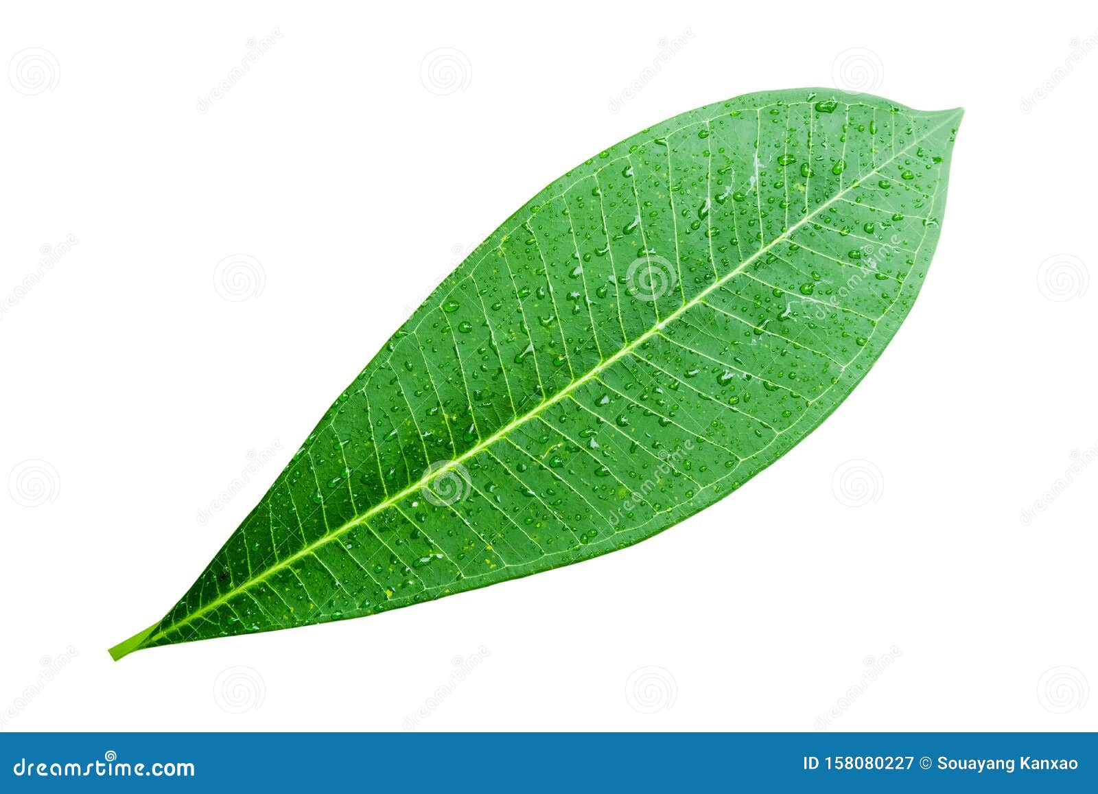 Nature champa leaf stock image. Image of background - 158080227