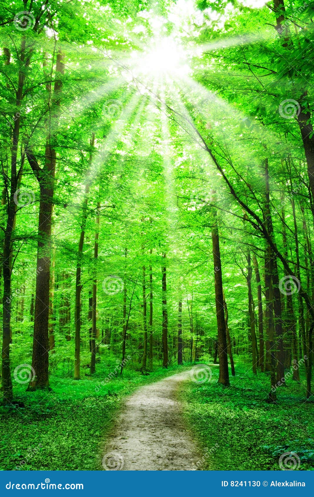 Nature. Chemin Dans La Forêt Avec Le Soleil Photo stock - Image du ...