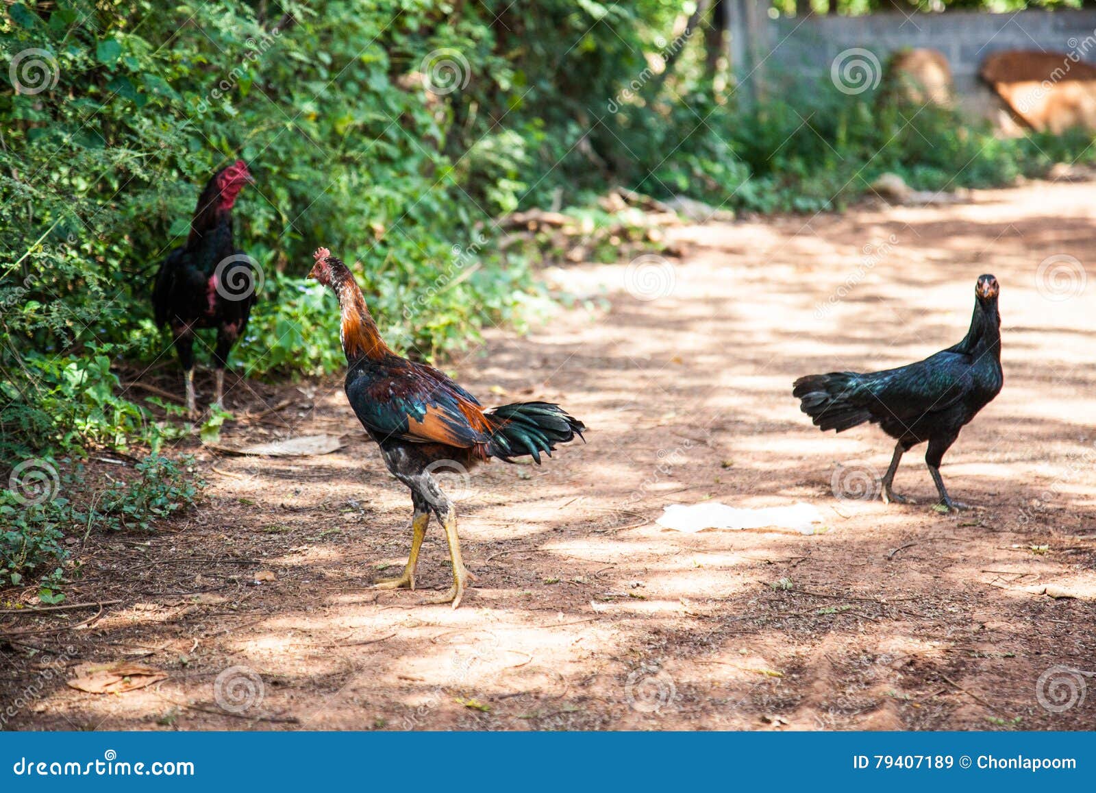 Nature chicken in Asia stock image. Image of feather - 79407189