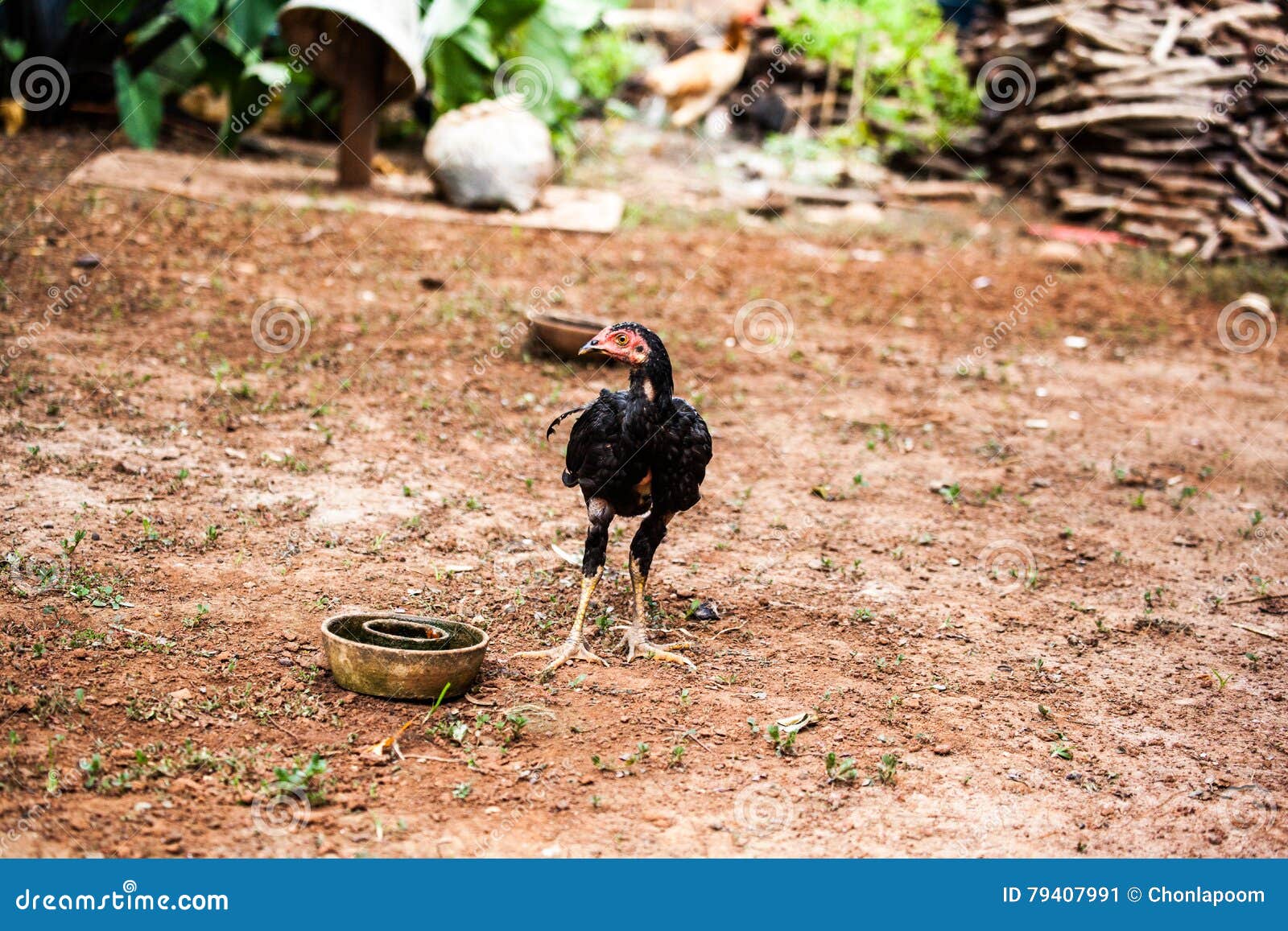 Nature chicken in Asia stock image. Image of beak, farm - 79407991