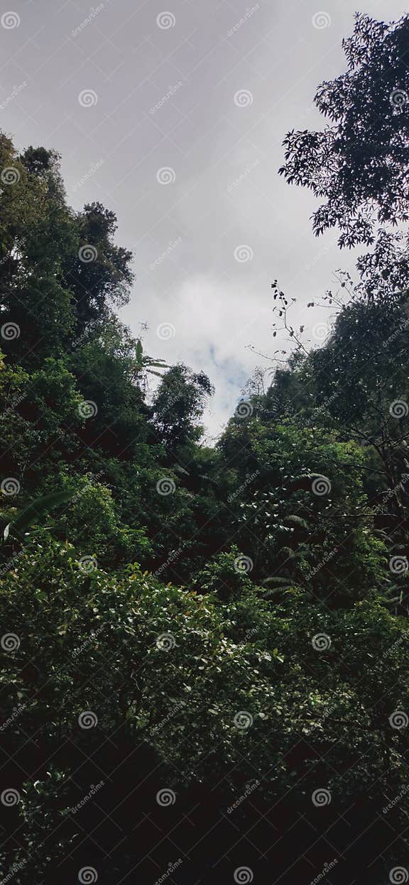 Nature in cilengkrang stock image. Image of nature, cilengkrang - 278558063