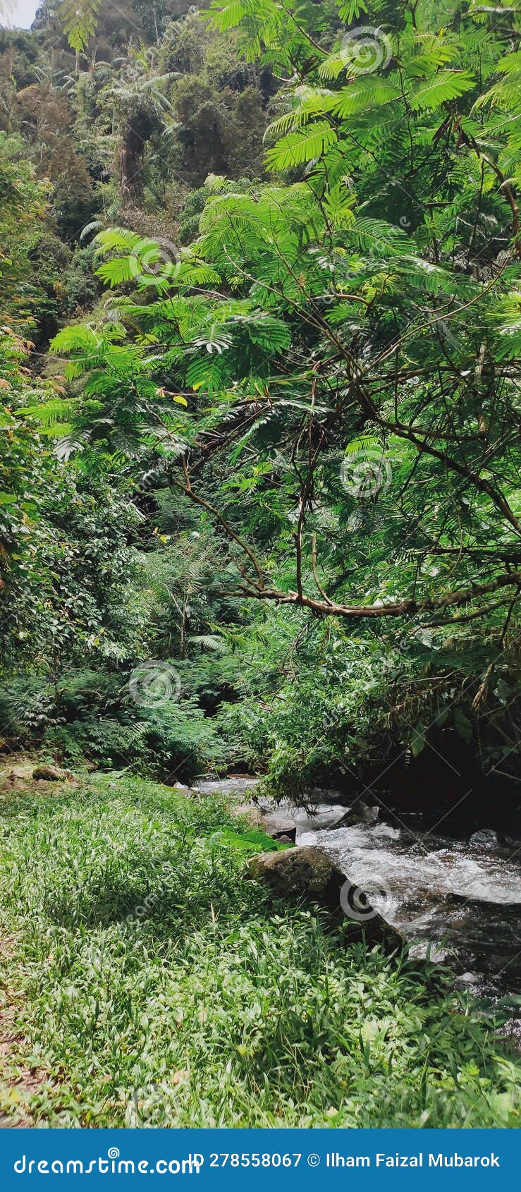 Nature in cilengkrang stock image. Image of tree, green - 278558067