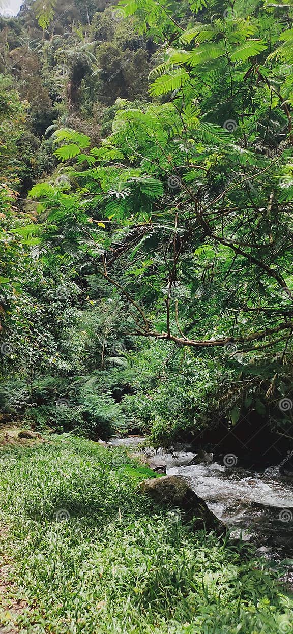 Nature in cilengkrang stock image. Image of tree, green - 278558067