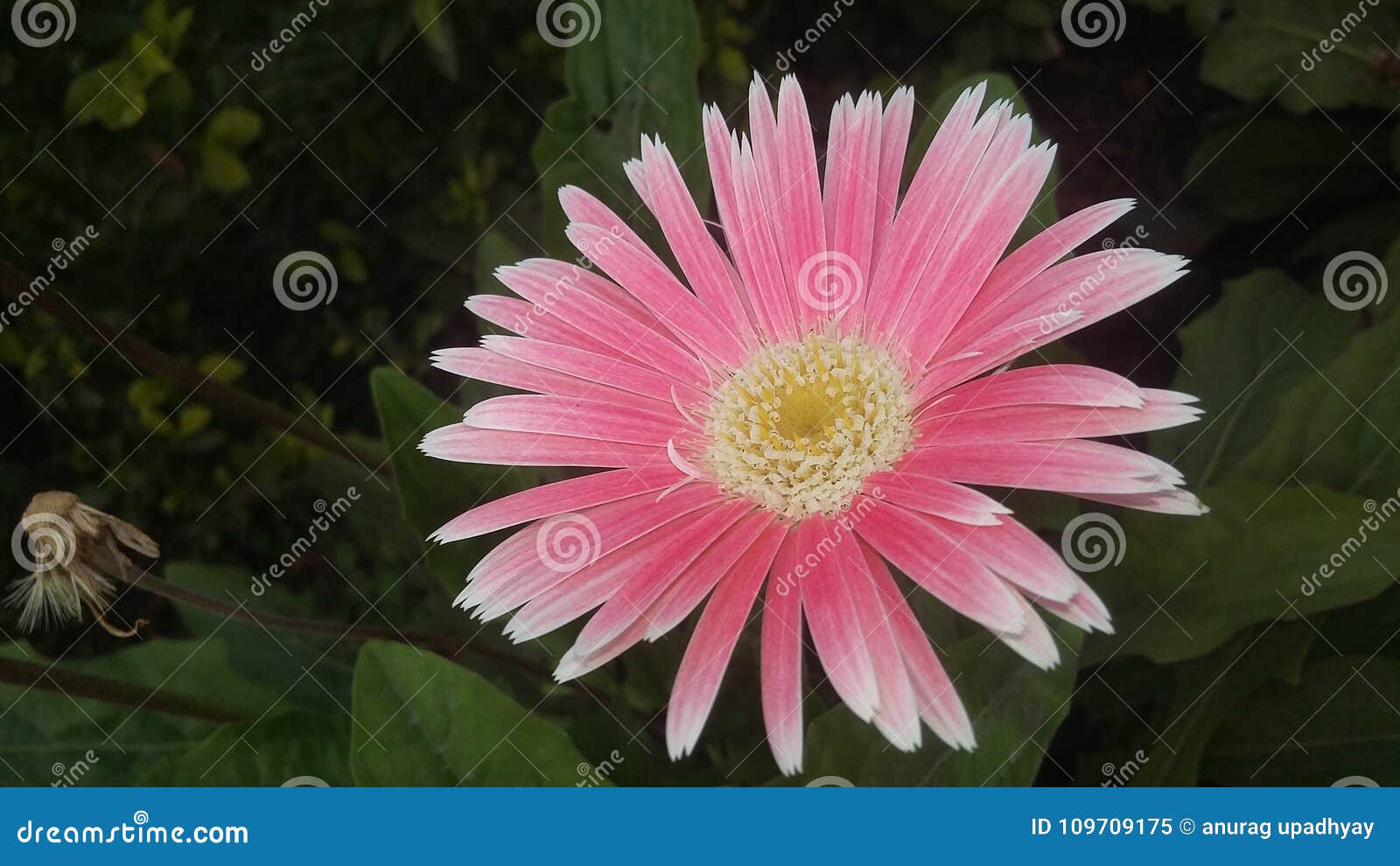 Flower Nature Mobile Click 5 Stock Image - Image of mobile, click ...