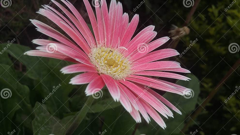 Flower nature mobile stock photo. Image of nature, click - 109709188