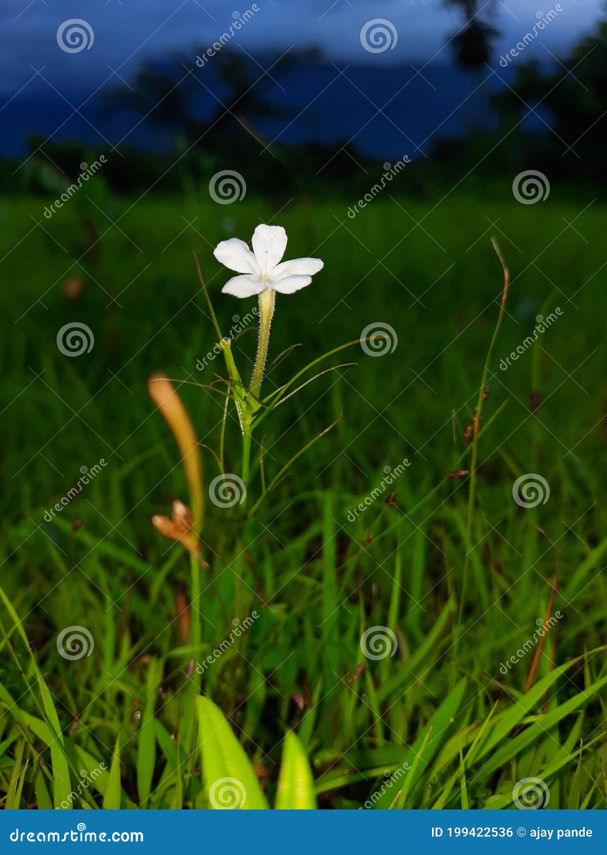 Nature click wildflowers stock photo. Image of herb - 199422536