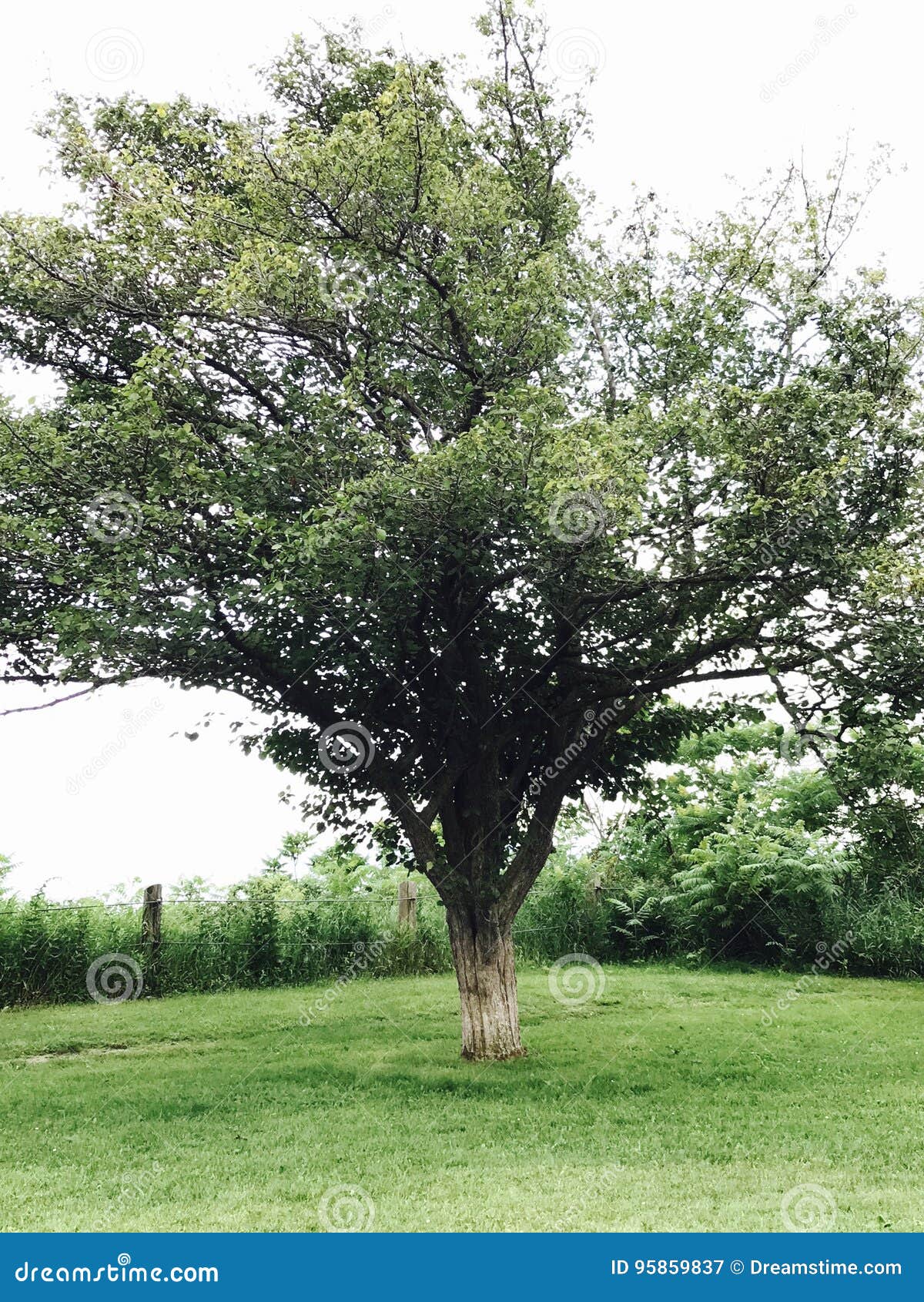 Nature stock image. Image of clicked, tree, guideood - 95859837