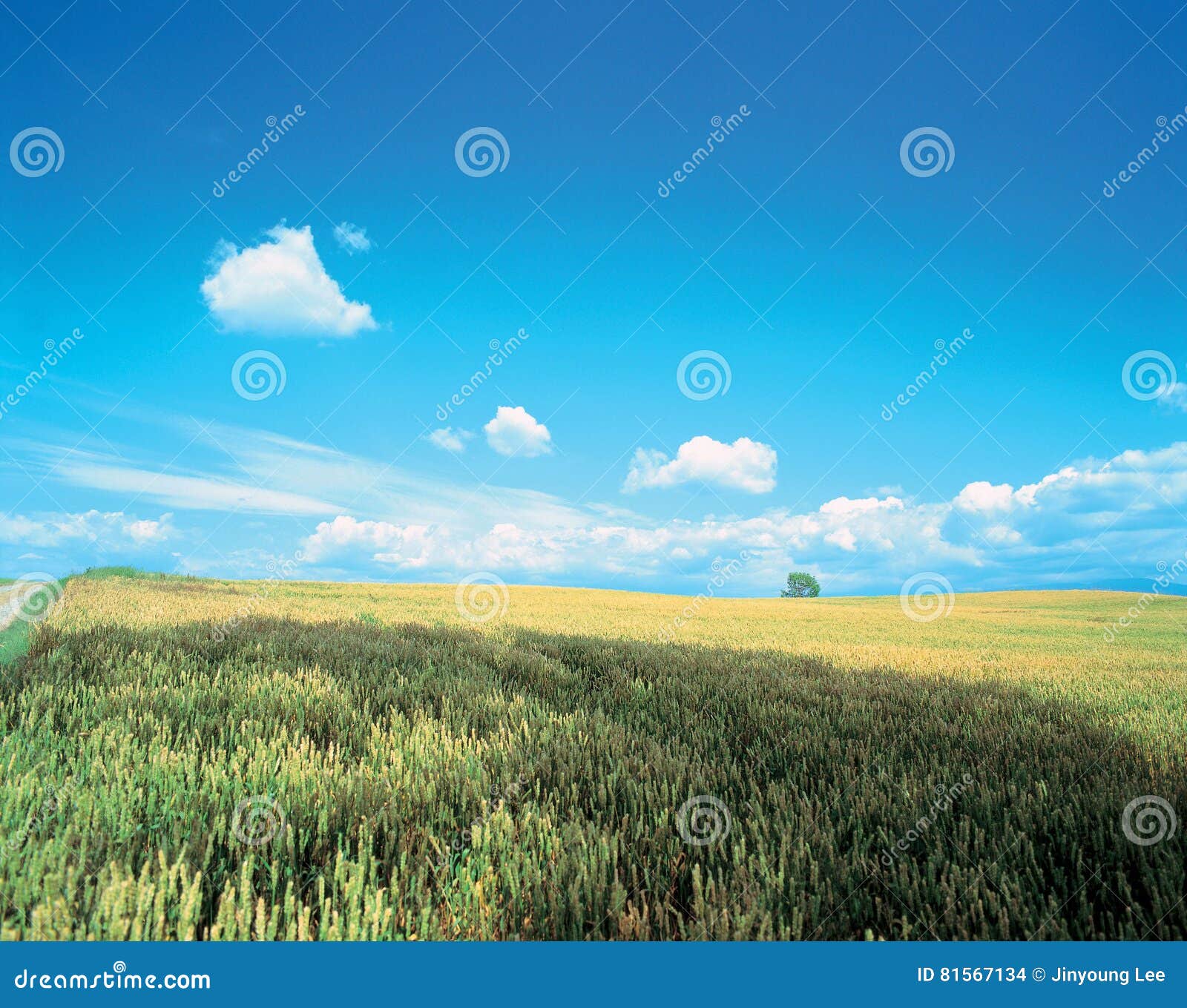 Nature stock photo. Image of moor, cloud, full, scenics - 81567134