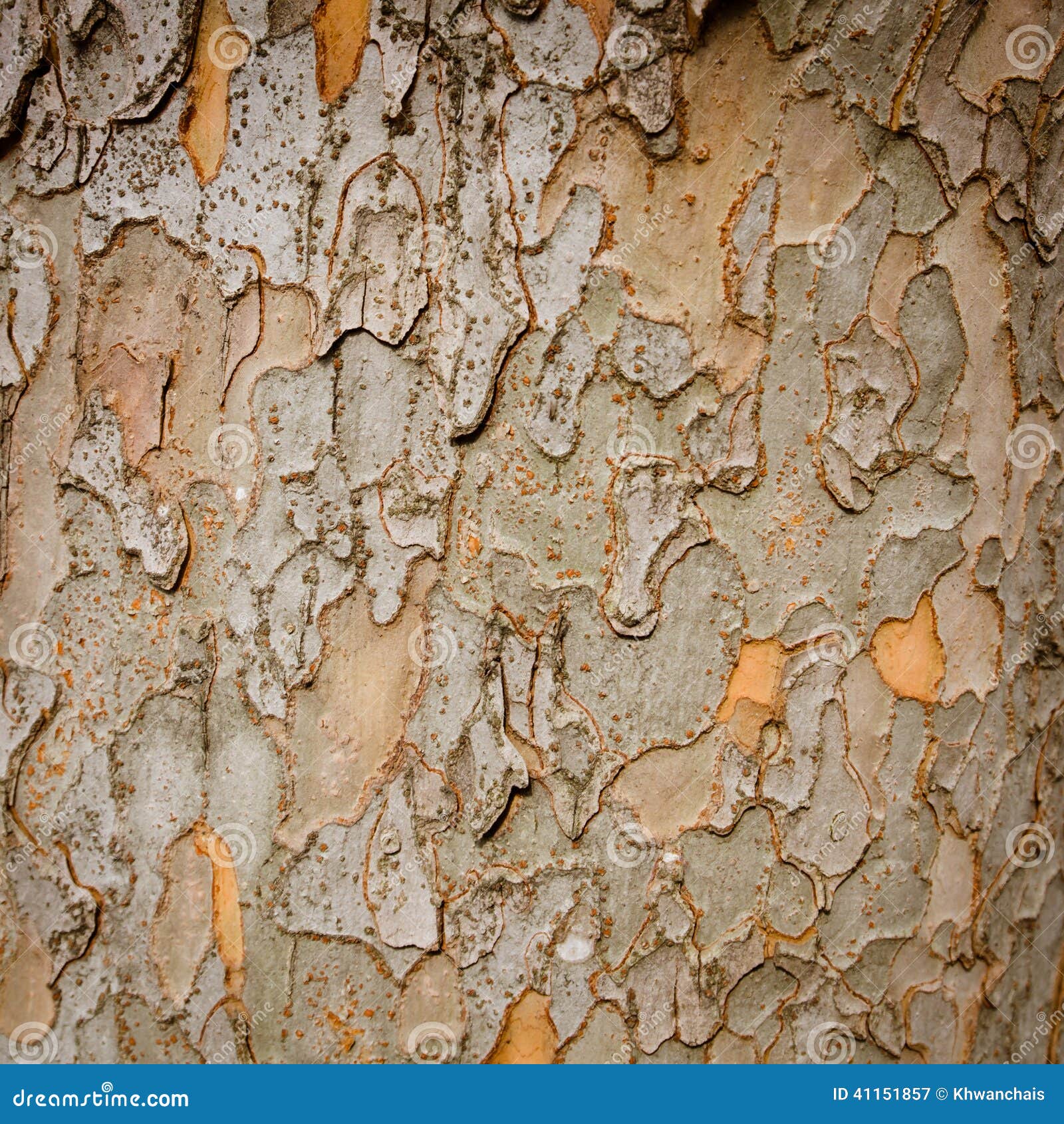 Nature. Closeup of Dry Rough Bark of Old Tree Stock Image - Image of ...