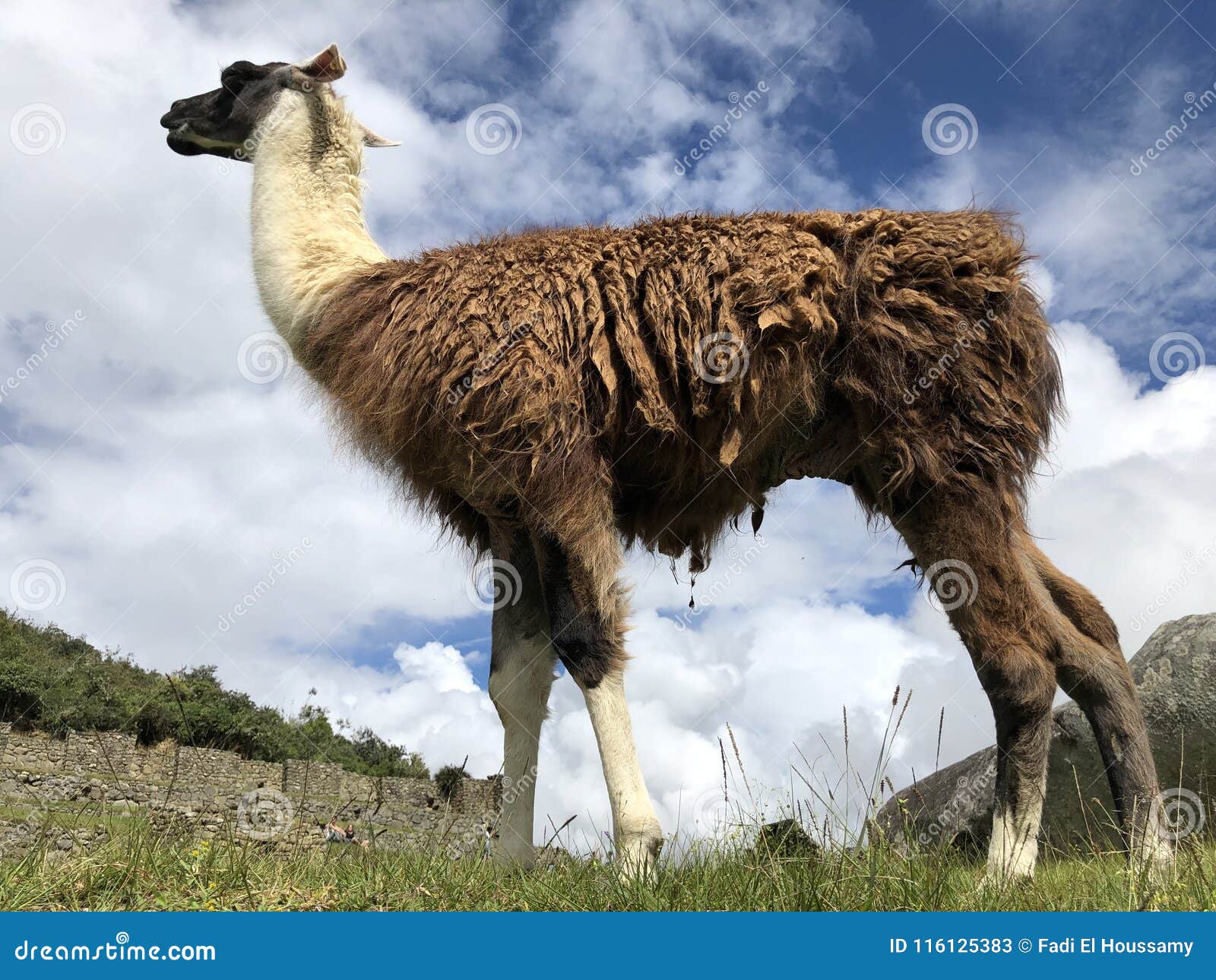 Macho Picho stock image. Image of picho, nature, macho - 116125383